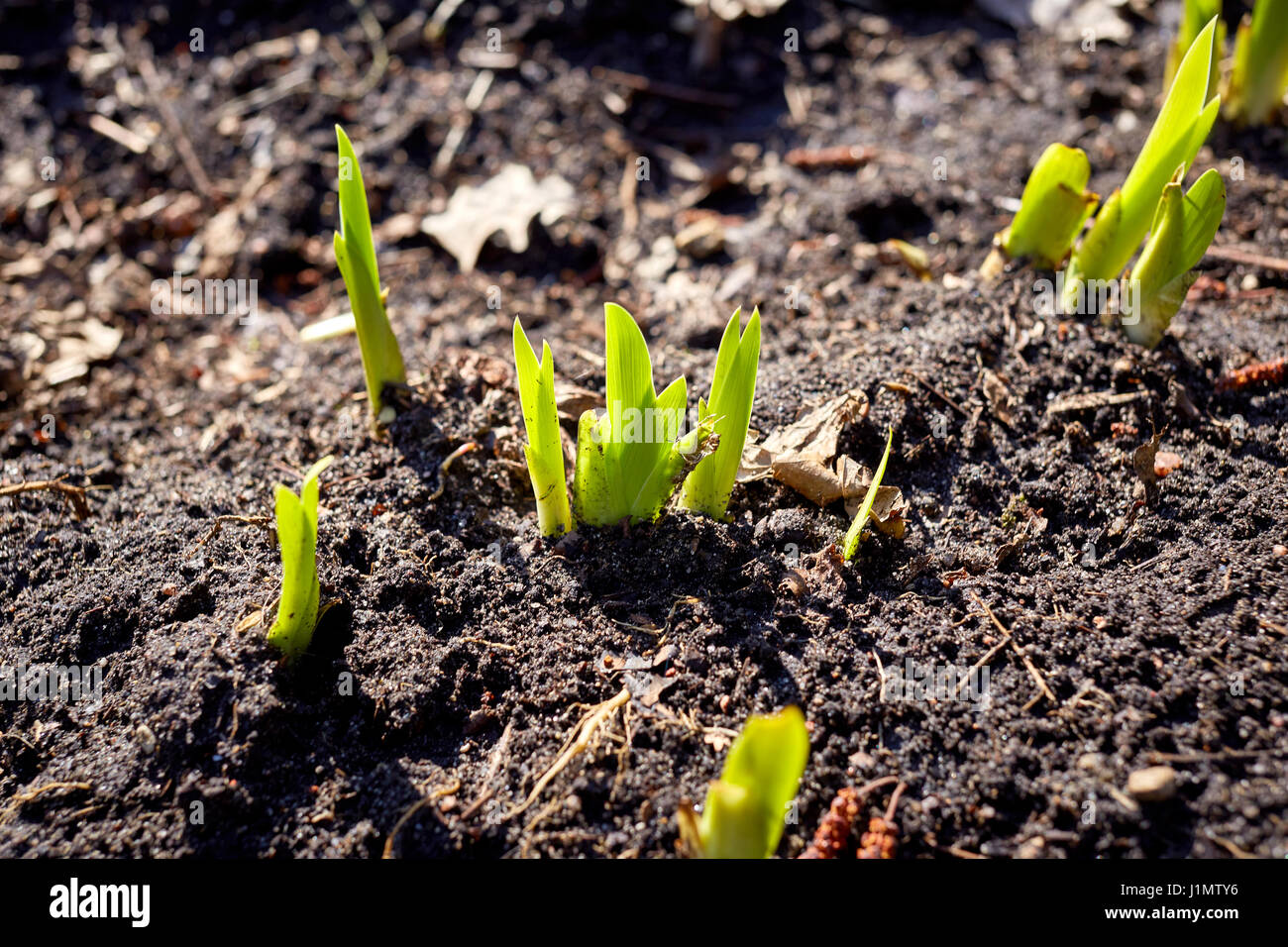 new green sprouts in springtime Stock Photo - Alamy