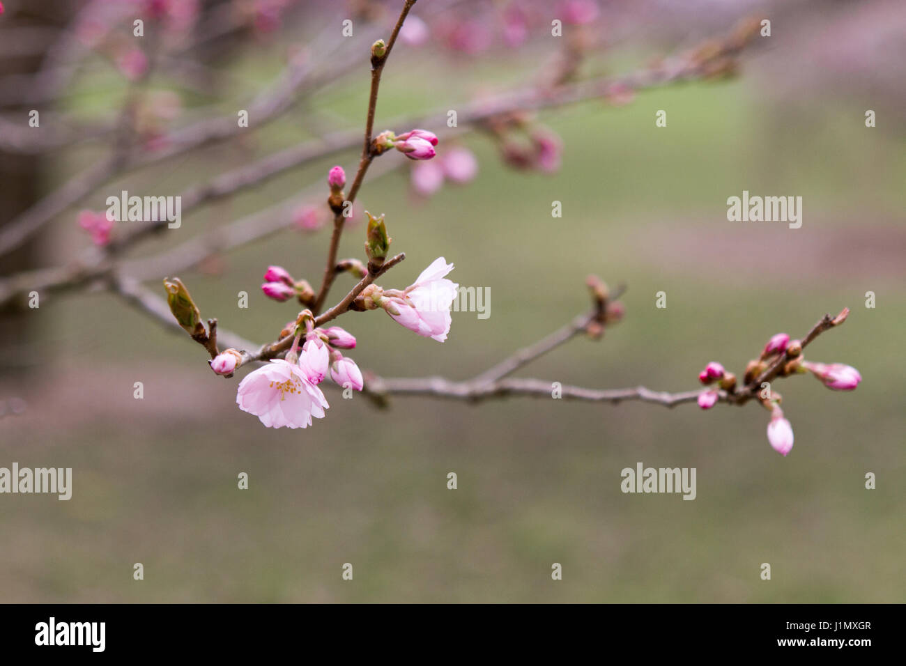 Early spring blossoms on cherry tree Stock Photo - Alamy