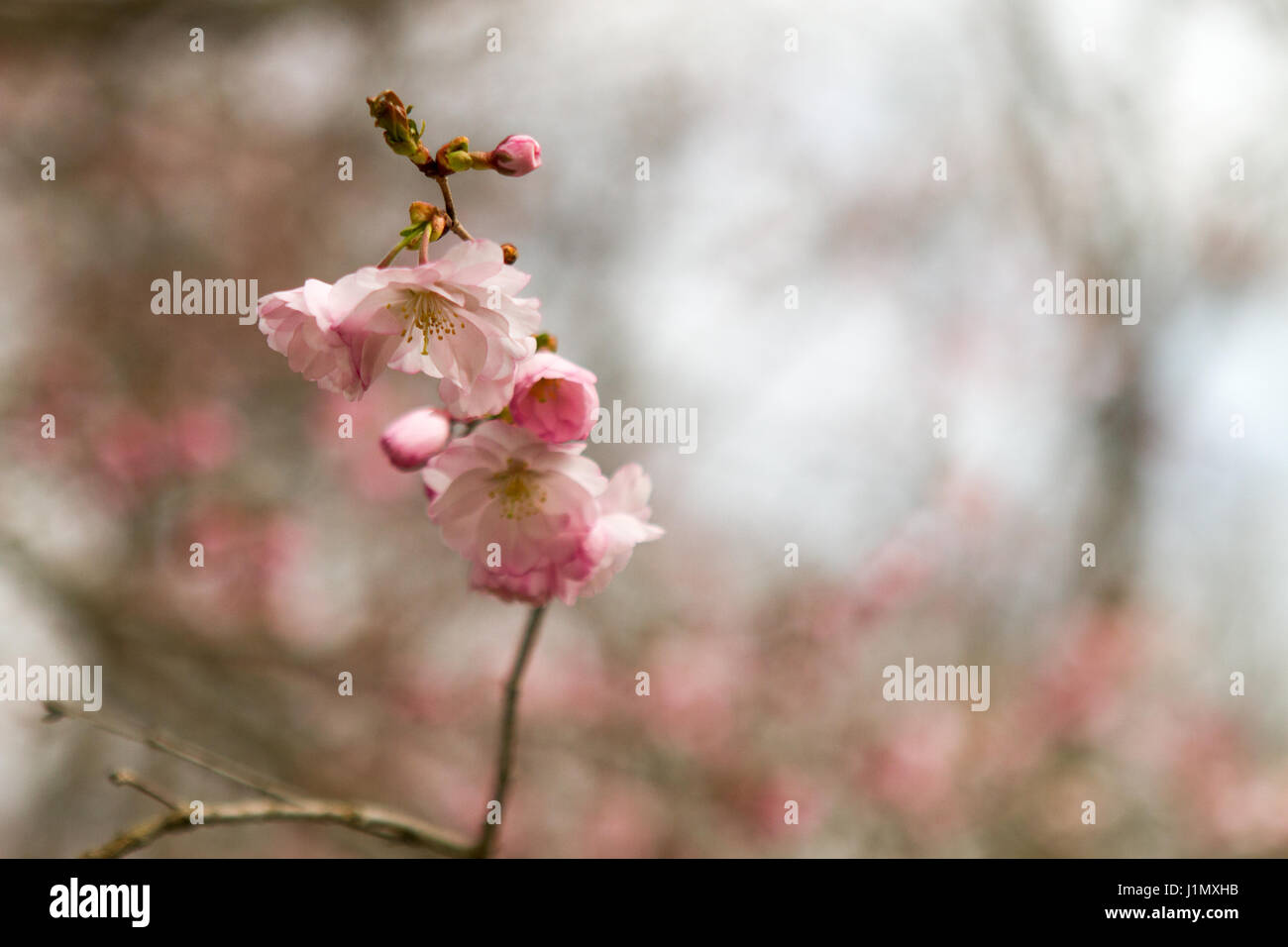 Early spring blossoms on cherry tree Stock Photo - Alamy
