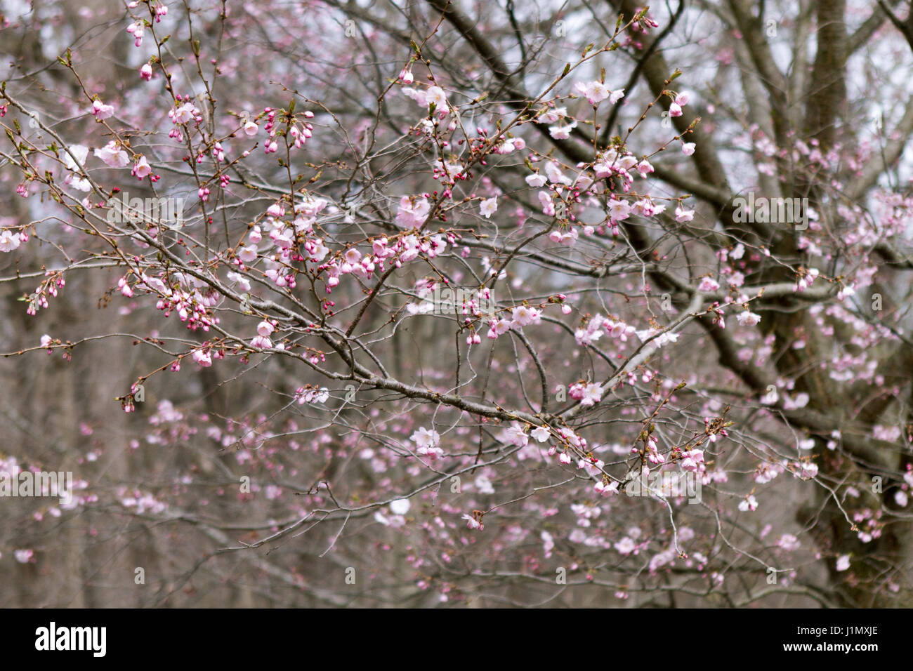 Early spring blossoms on cherry tree Stock Photo - Alamy