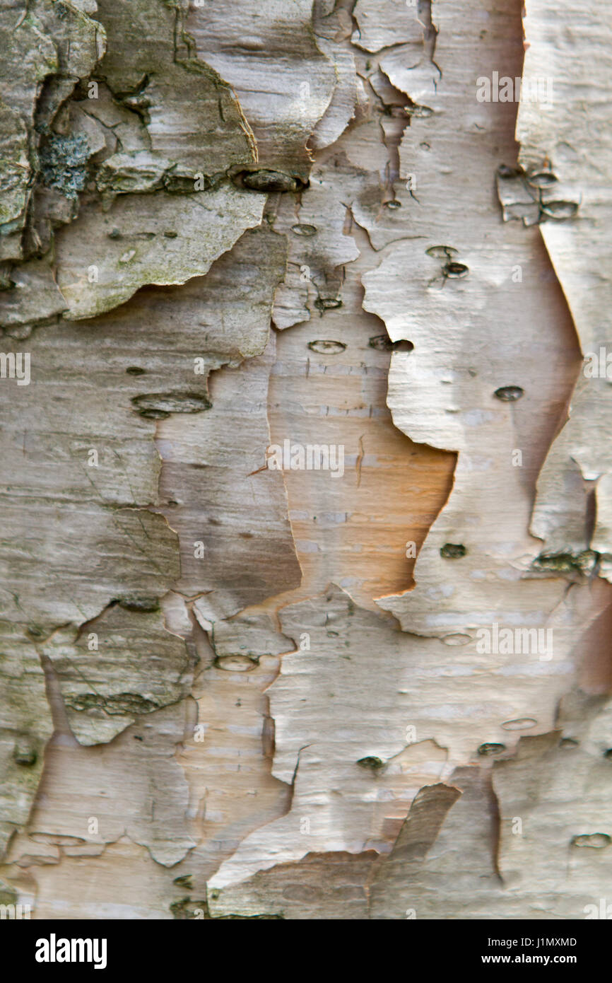 Birch tree trunk closeup Stock Photo - Alamy