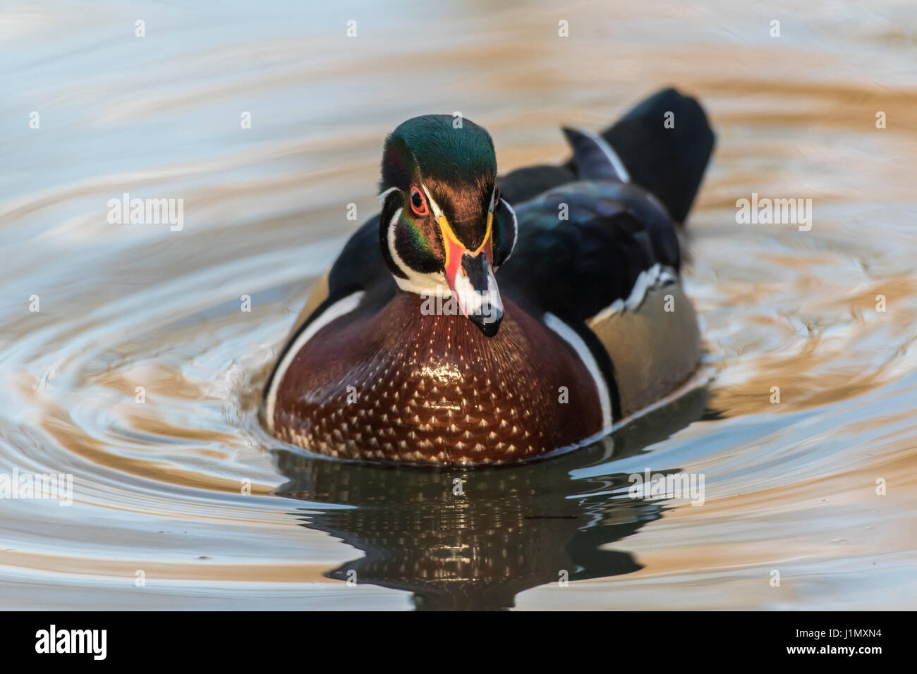 Acorn duck on river Saar in Saarlouis/Germany Stock Photo - Alamy