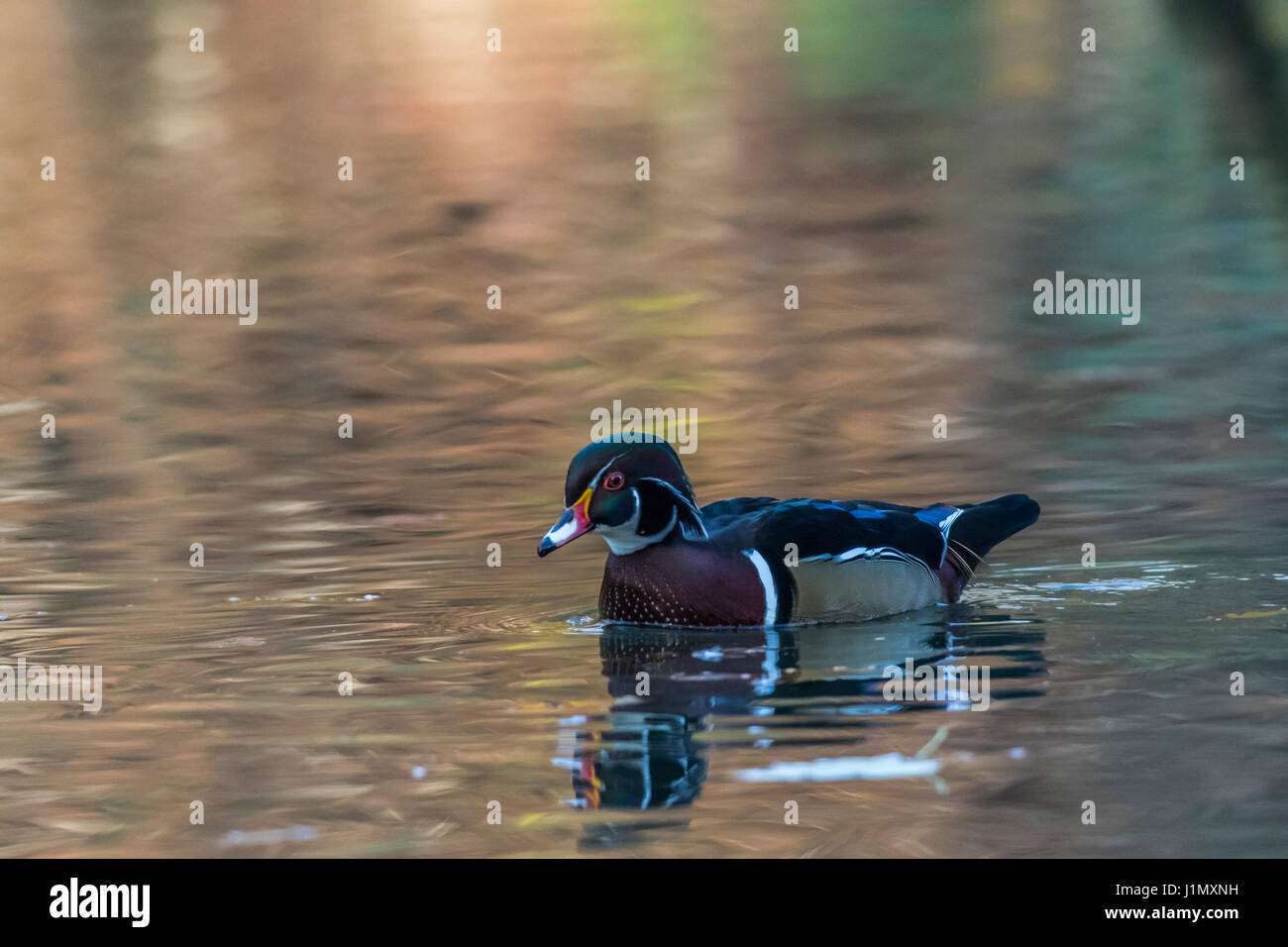 Acorn duck on river Saar in Saarlouis/Germany Stock Photo - Alamy
