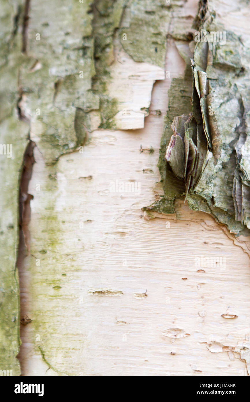 Birch tree trunk closeup Stock Photo - Alamy