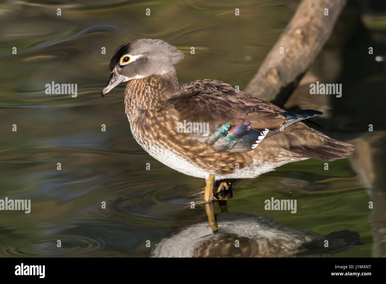 An acorn duck on the river Saar in Saarlouis/Germany Stock Photo - Alamy