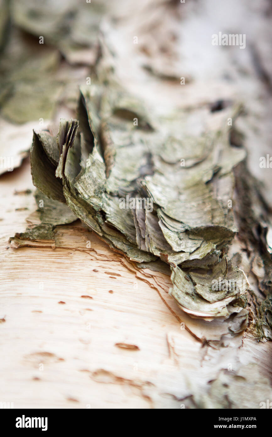 Birch tree trunk closeup Stock Photo - Alamy