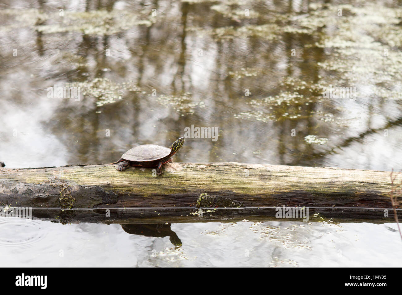 Painted turtle on log hi-res stock photography and images - Alamy