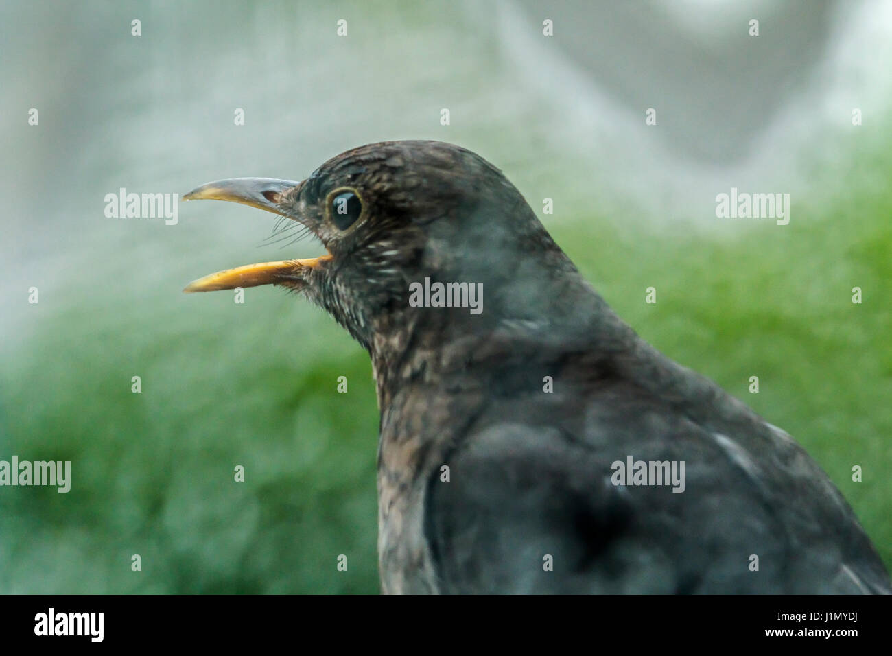 Blackbird is singing on a rainy day at the window Stock Photo - Alamy