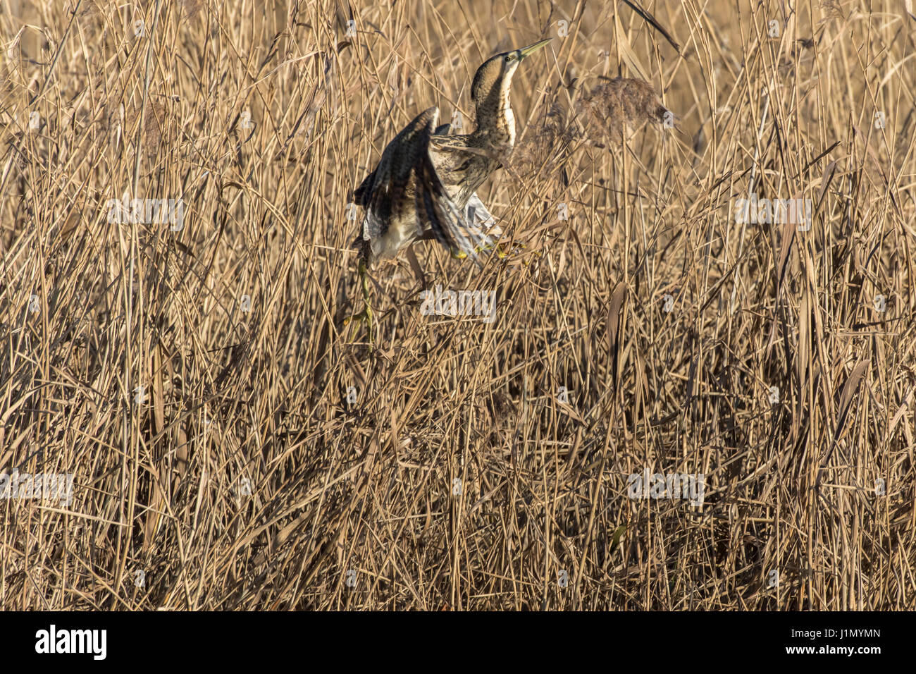 A common bittern hides in the reed grass Stock Photo - Alamy