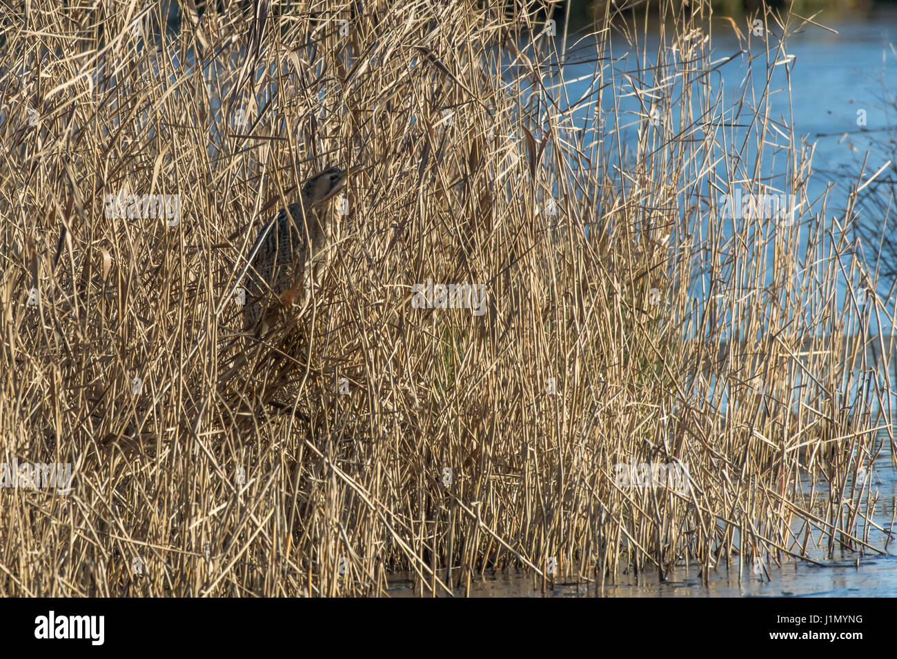 A common bittern hides in the reed grass Stock Photo - Alamy