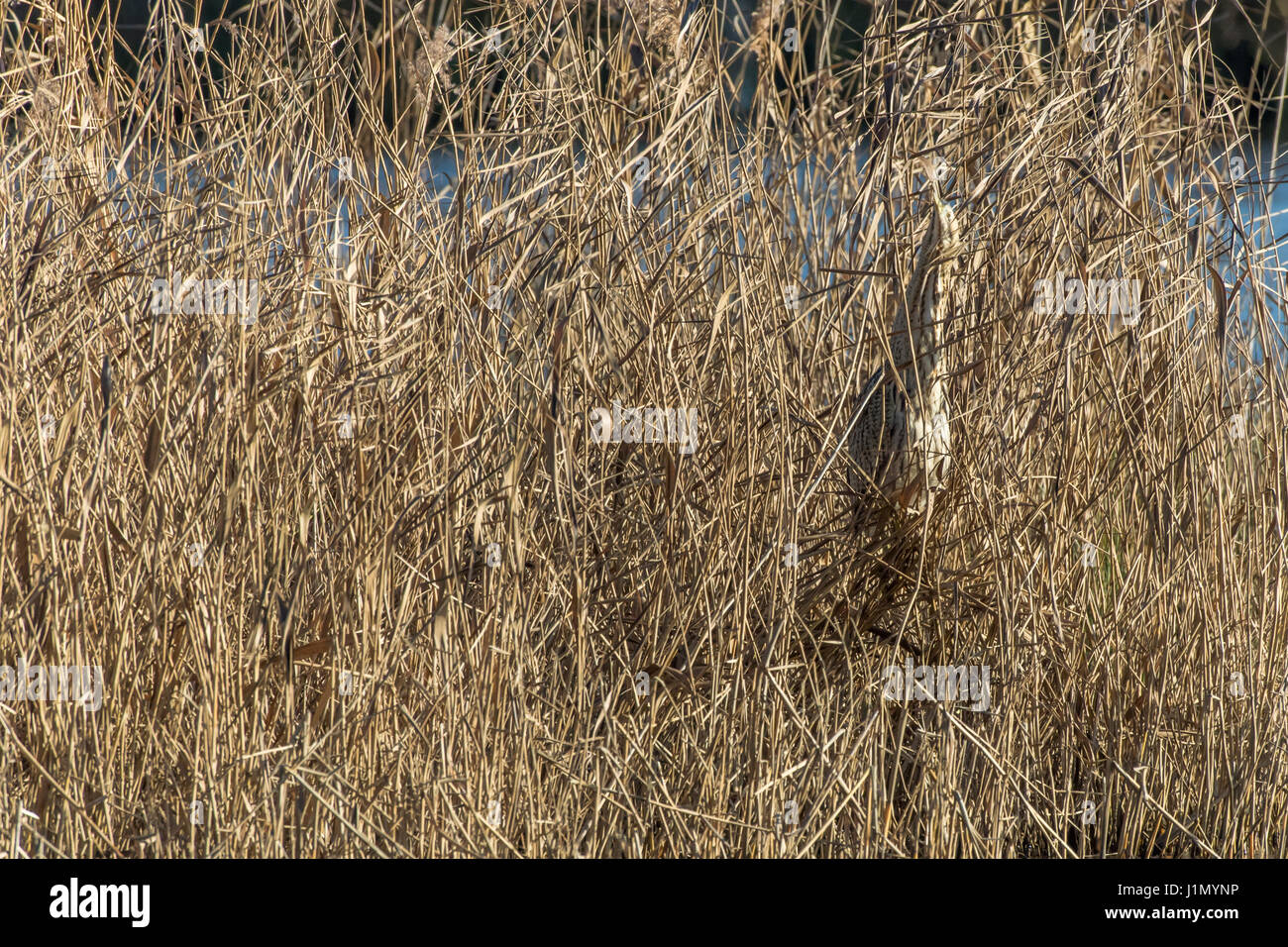 A common bittern hides in the reed grass Stock Photo - Alamy