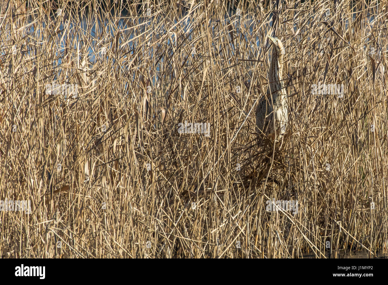 A common bittern hides in the reed grass Stock Photo - Alamy