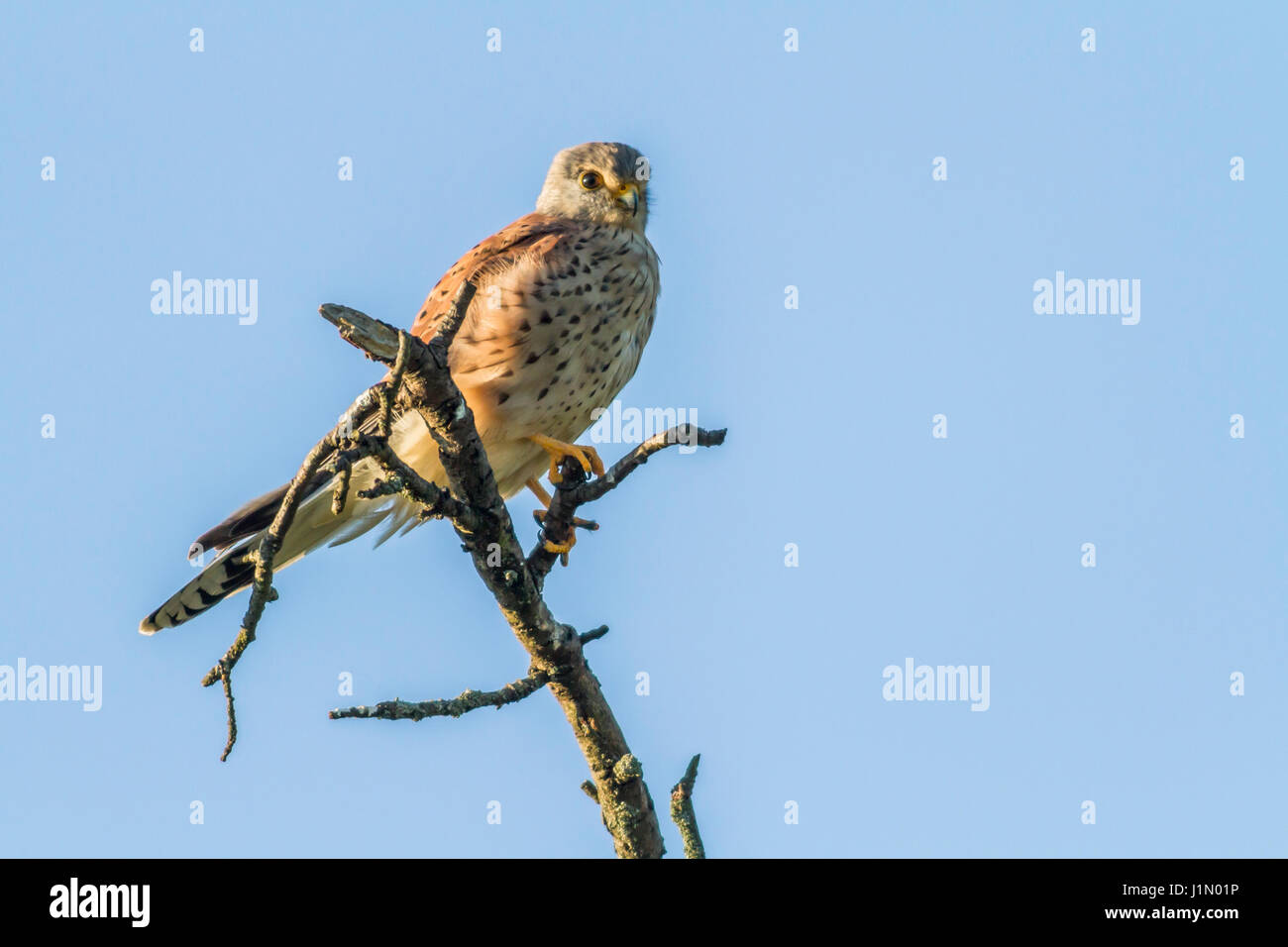 A common krestel is sitting on his vantage point Stock Photo - Alamy