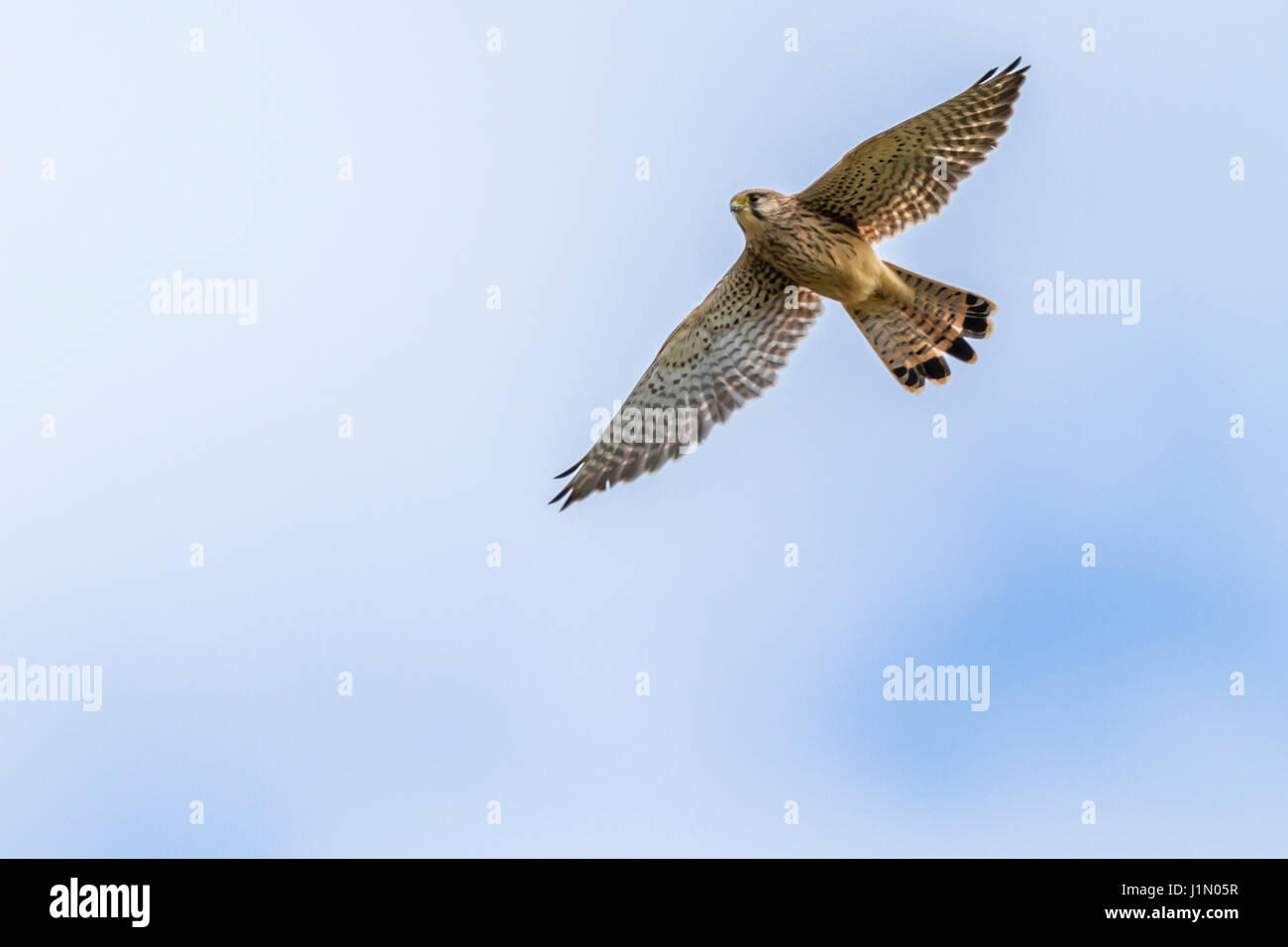 A common krestel is sitting on his vantage point Stock Photo - Alamy