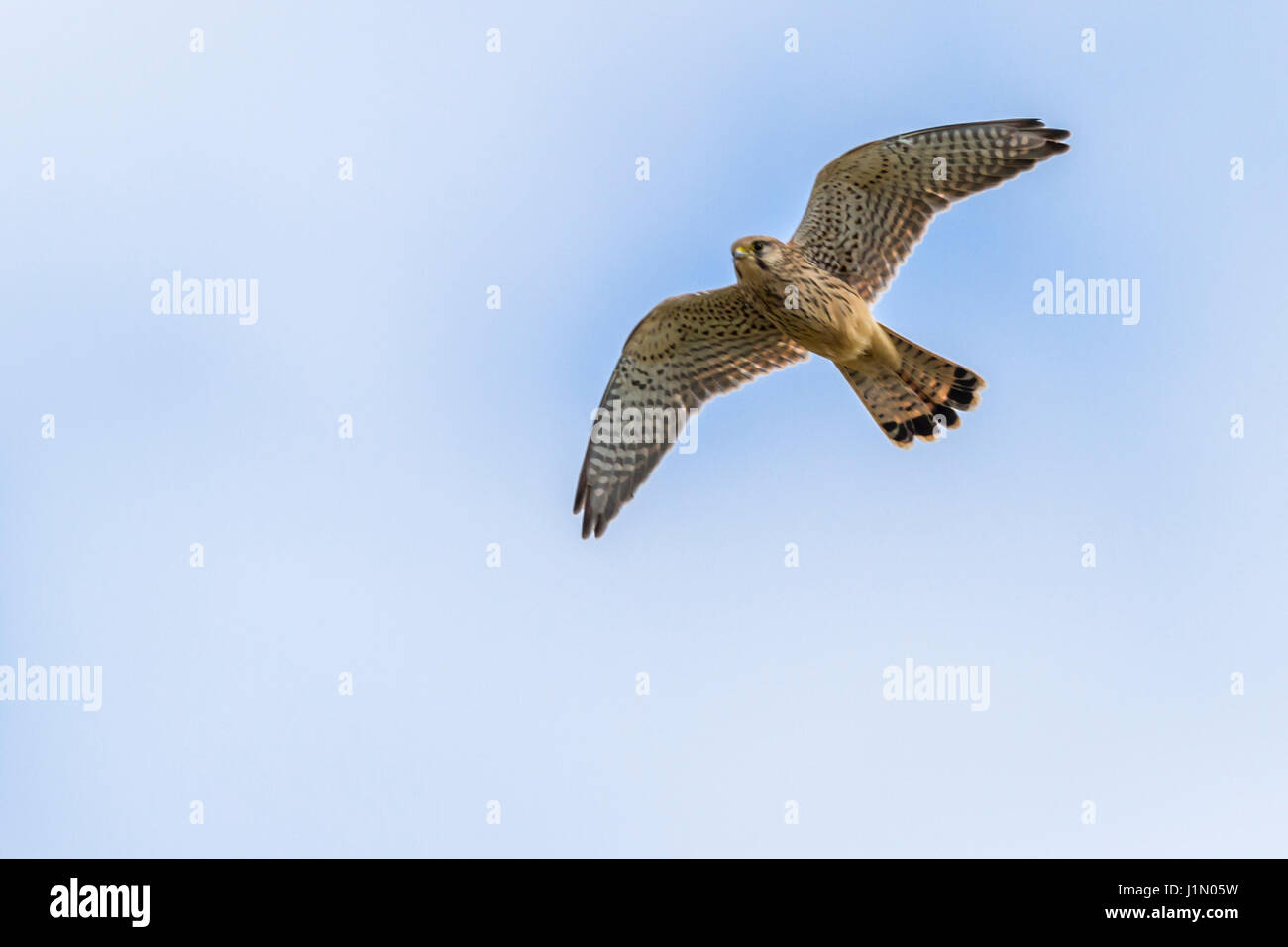 A common krestel is sitting on his vantage point Stock Photo - Alamy