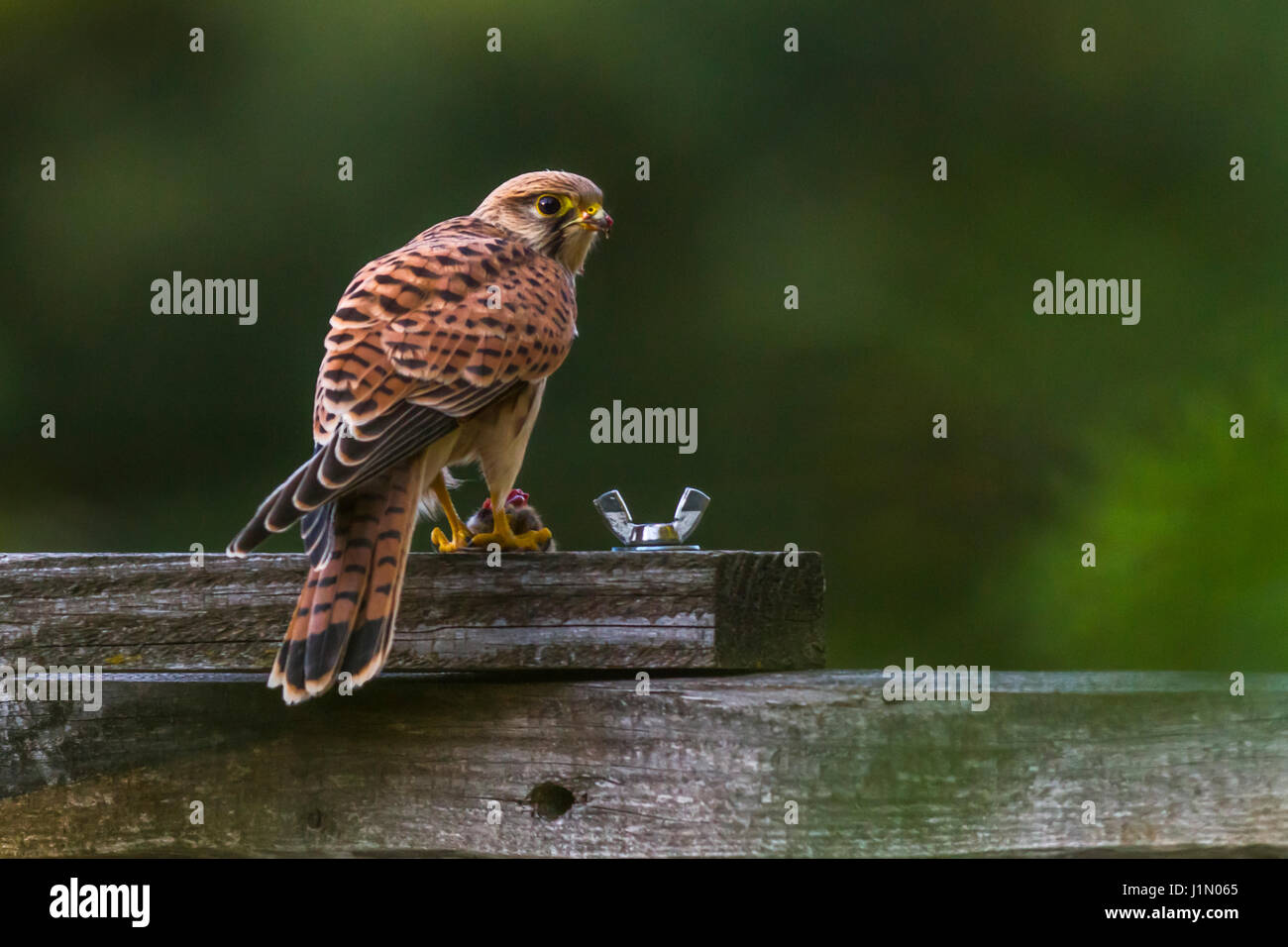 A common krestel with a captured field mouse Stock Photo - Alamy