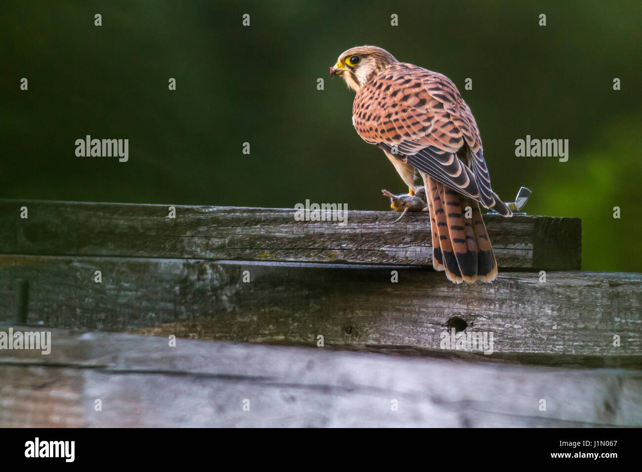 A common krestel with a captured field mouse Stock Photo - Alamy