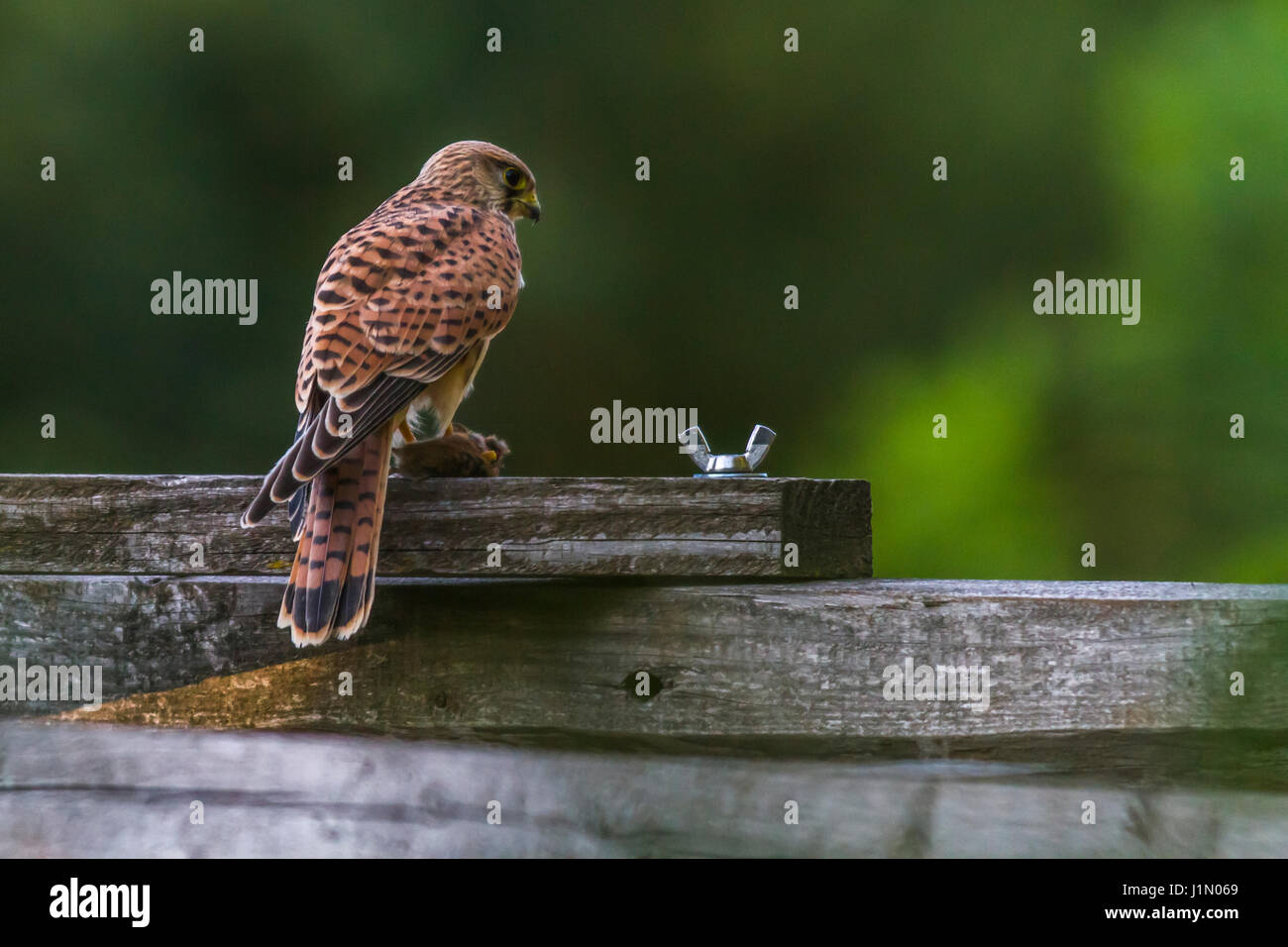A common krestel with a captured field mouse Stock Photo - Alamy