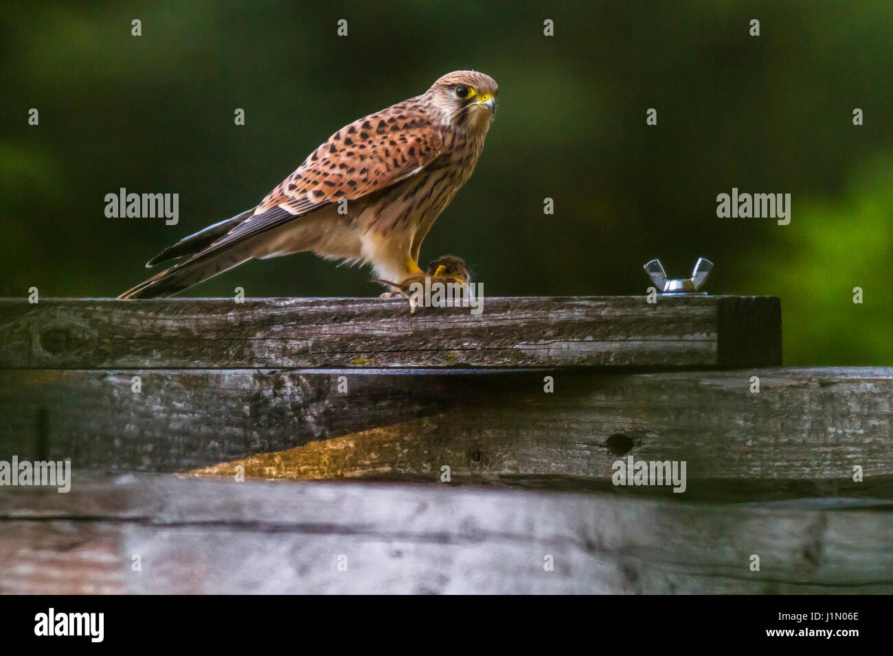A common krestel with a captured field mouse Stock Photo - Alamy