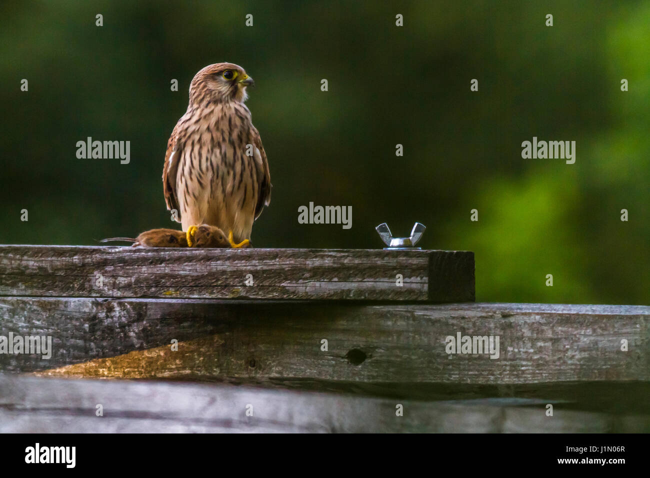 A common krestel with a captured field mouse Stock Photo - Alamy