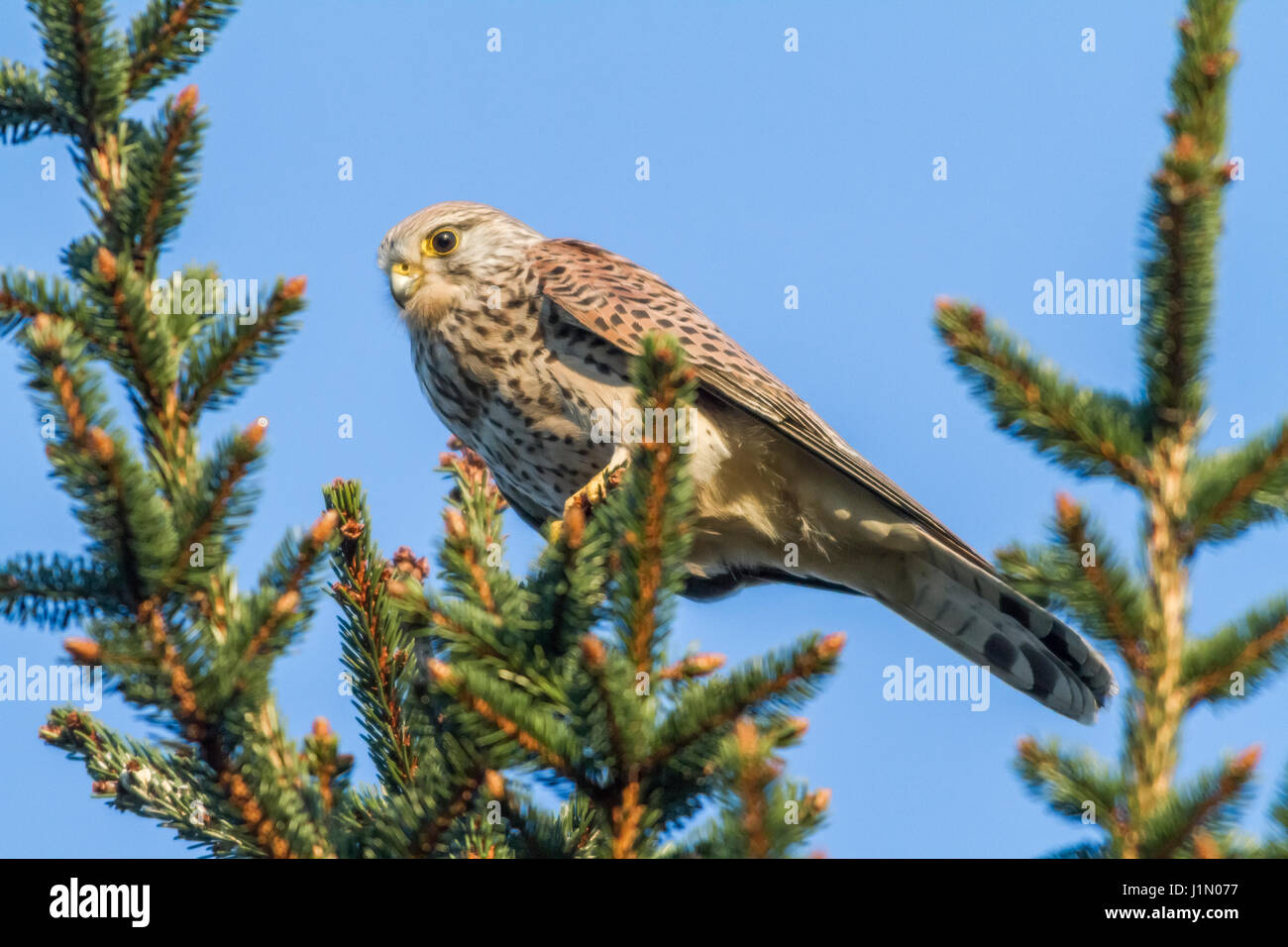 A common krestel is sitting on his vantage point Stock Photo - Alamy