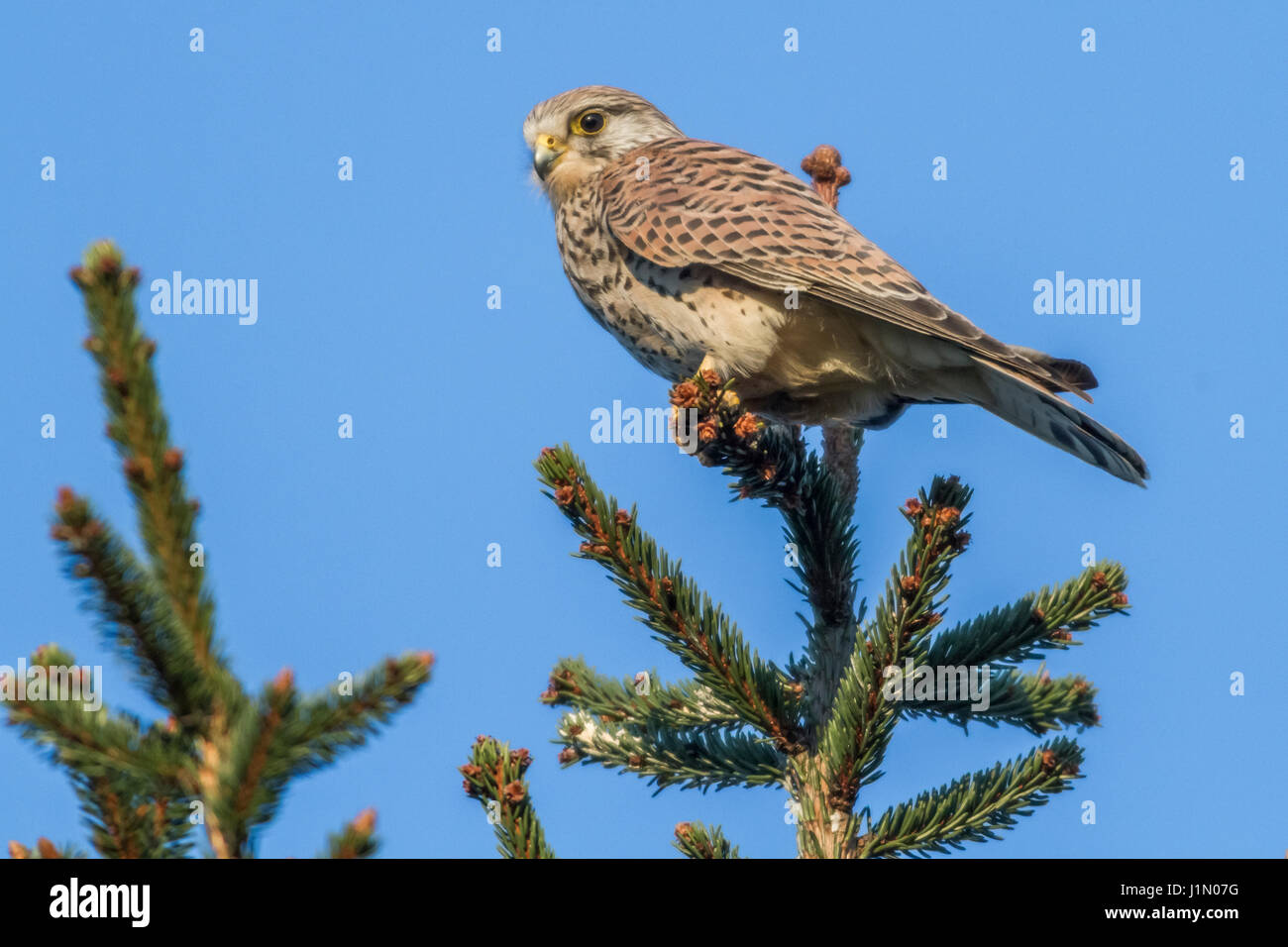 A common krestel is sitting on his vantage point Stock Photo - Alamy