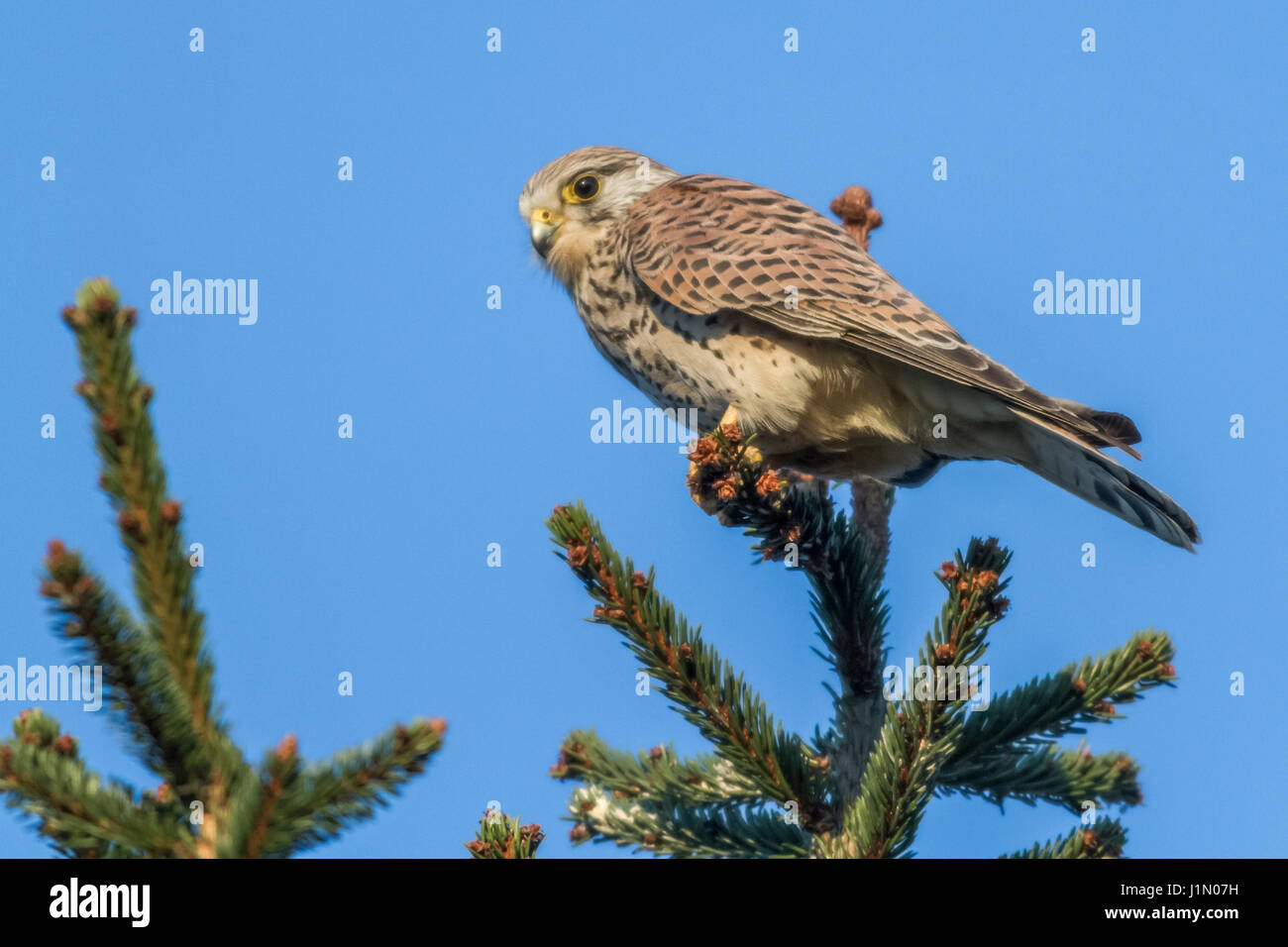 A common krestel is sitting on his vantage point Stock Photo - Alamy