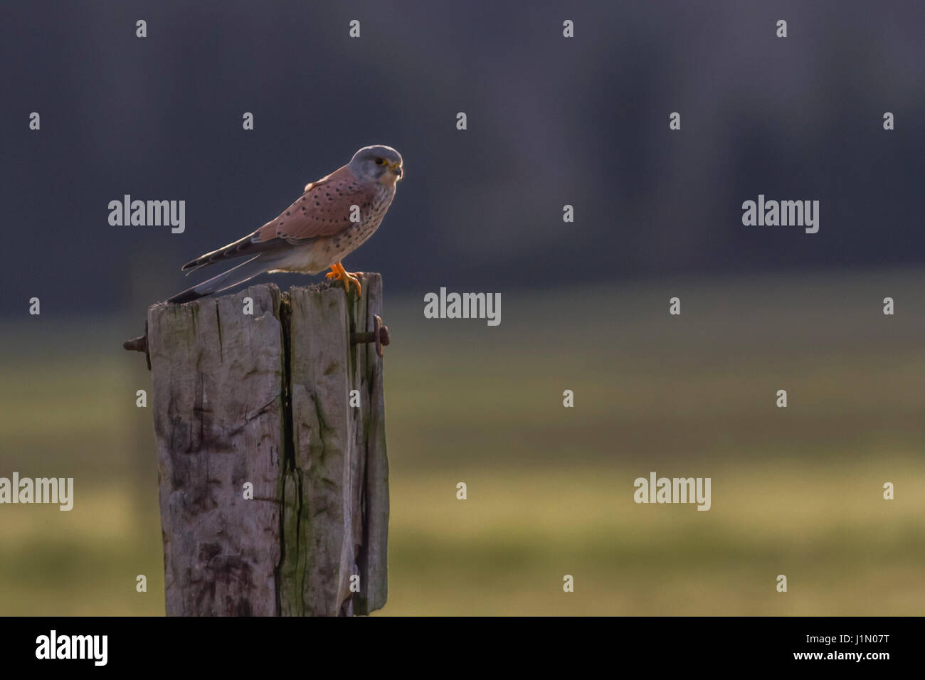 A common krestel is sitting on his vantage point Stock Photo - Alamy