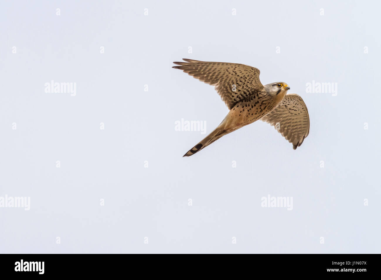A common krestel is sitting on his vantage point Stock Photo - Alamy