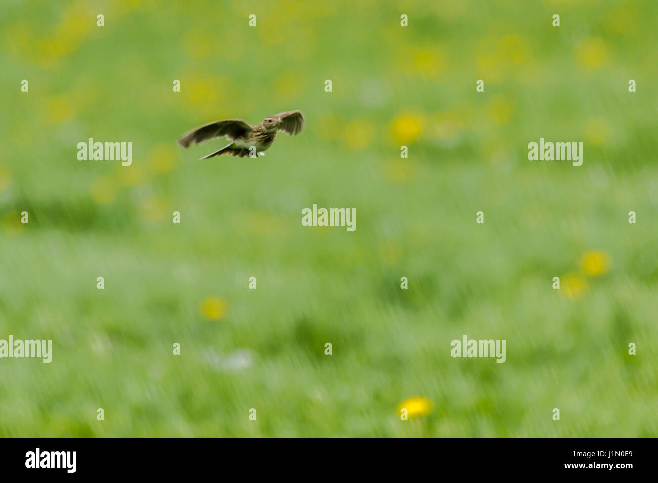 A common skylark in the flight Stock Photo - Alamy