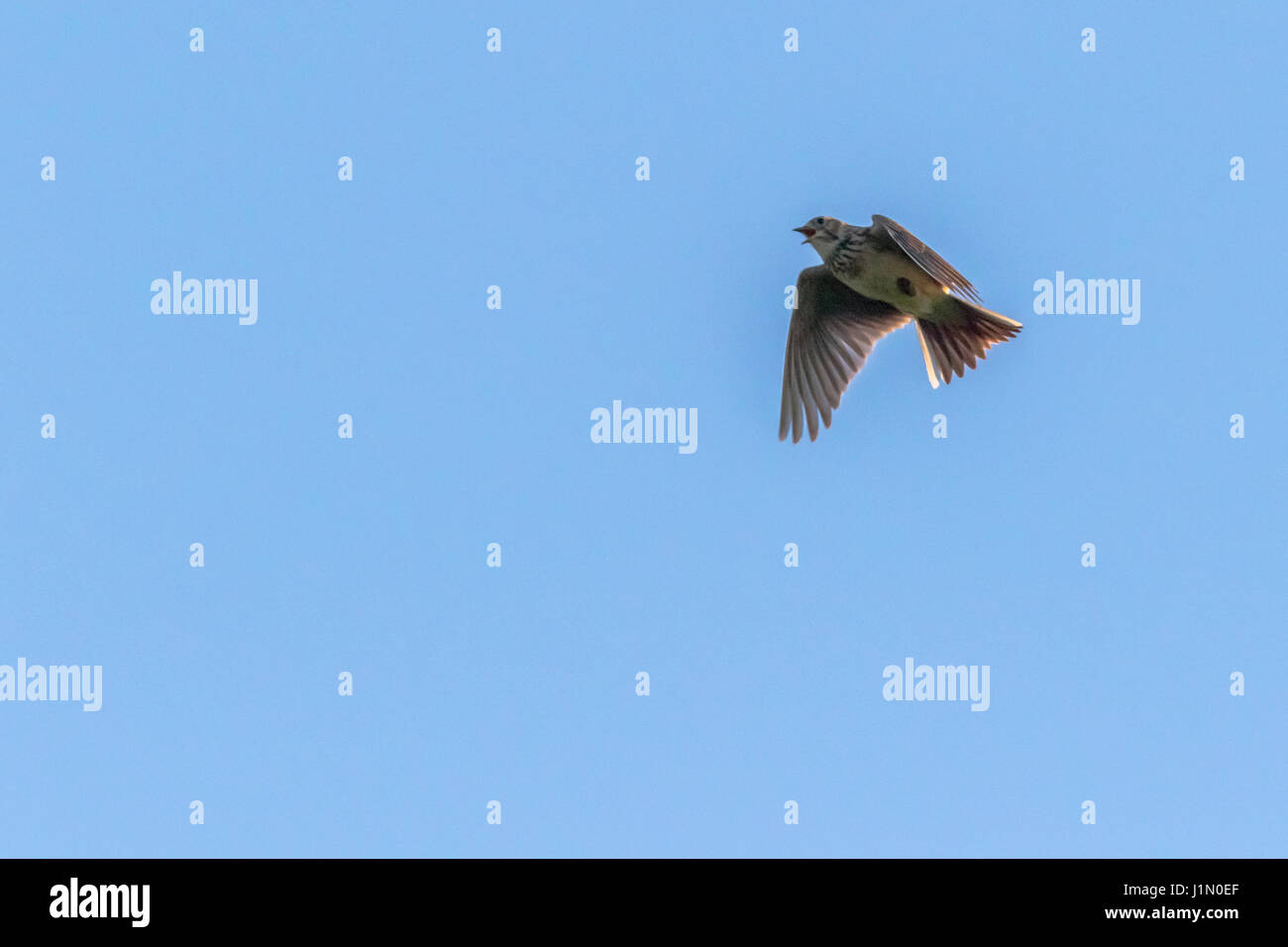 A common skylark in the flight Stock Photo - Alamy