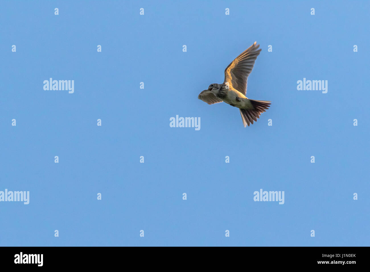 A common skylark in the flight Stock Photo - Alamy