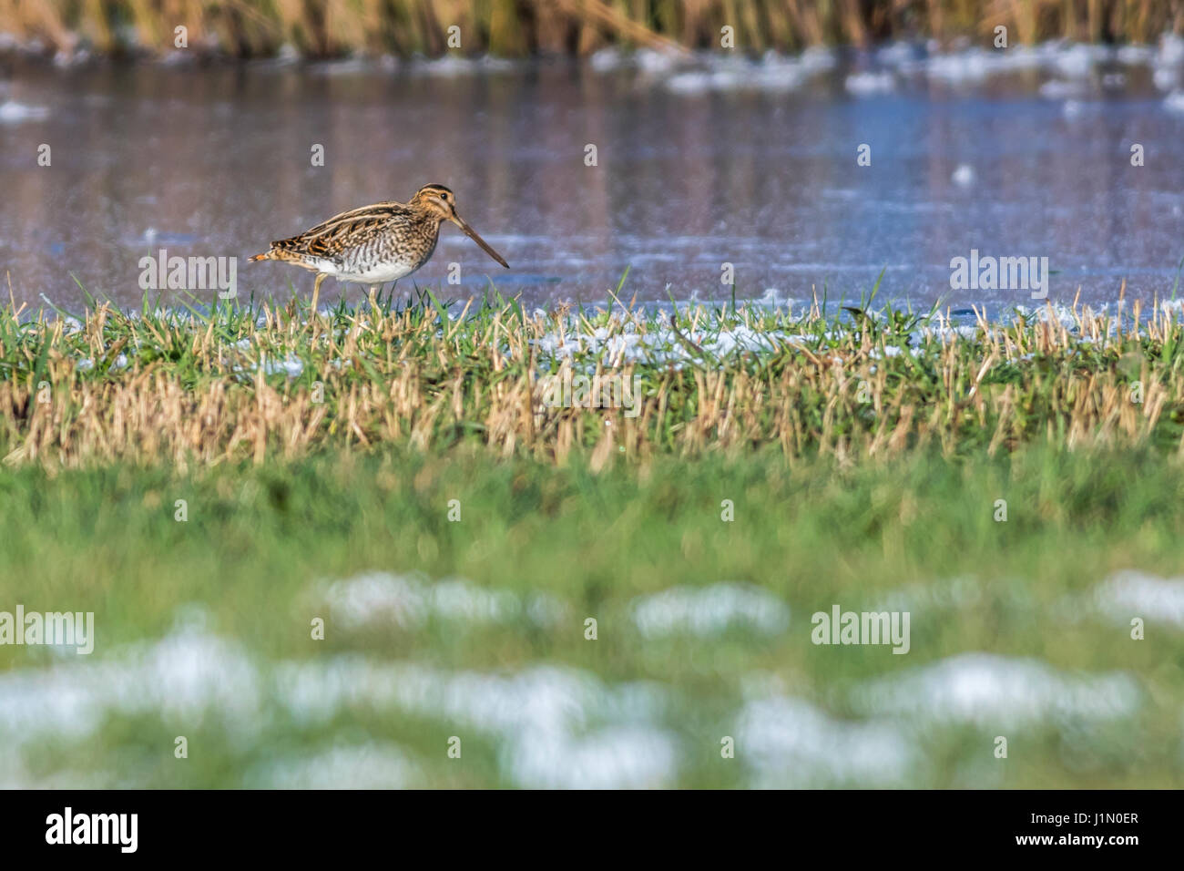A common snipe on a frozen puddle Stock Photo - Alamy