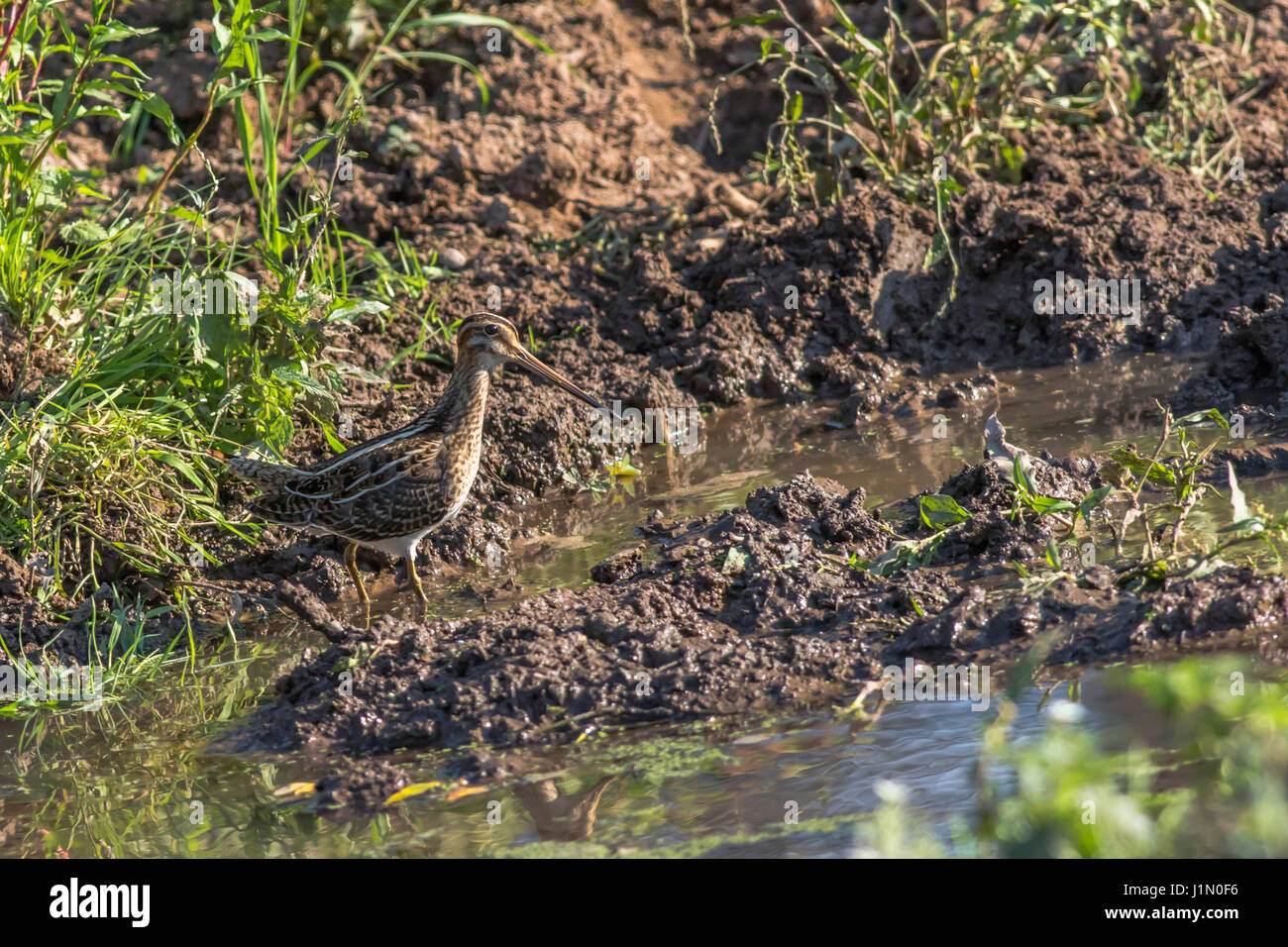 A common snipe on a muddy riverside Stock Photo - Alamy