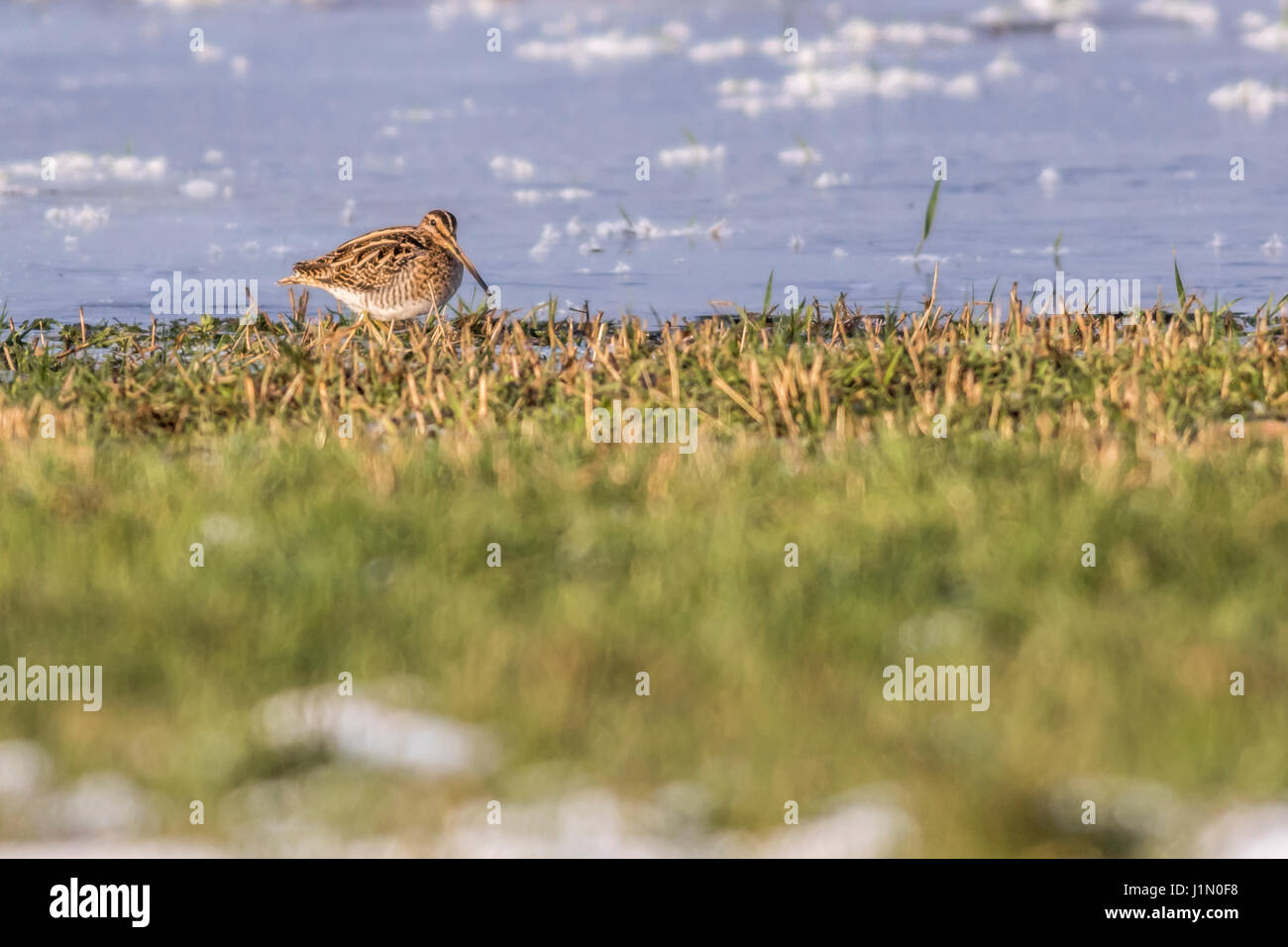 Fantail snipes hi-res stock photography and images - Alamy