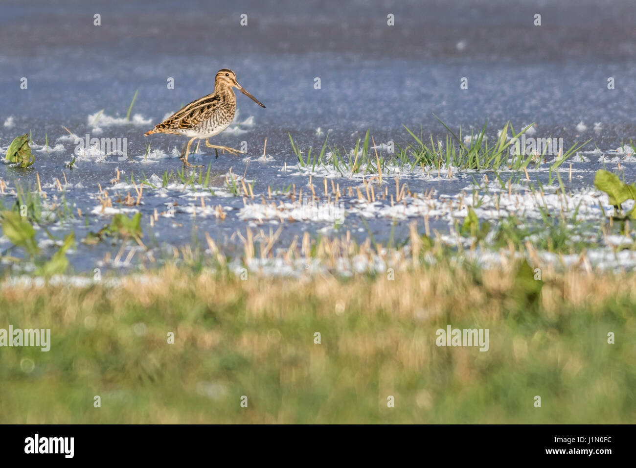 A common snipe on a frozen puddle Stock Photo - Alamy