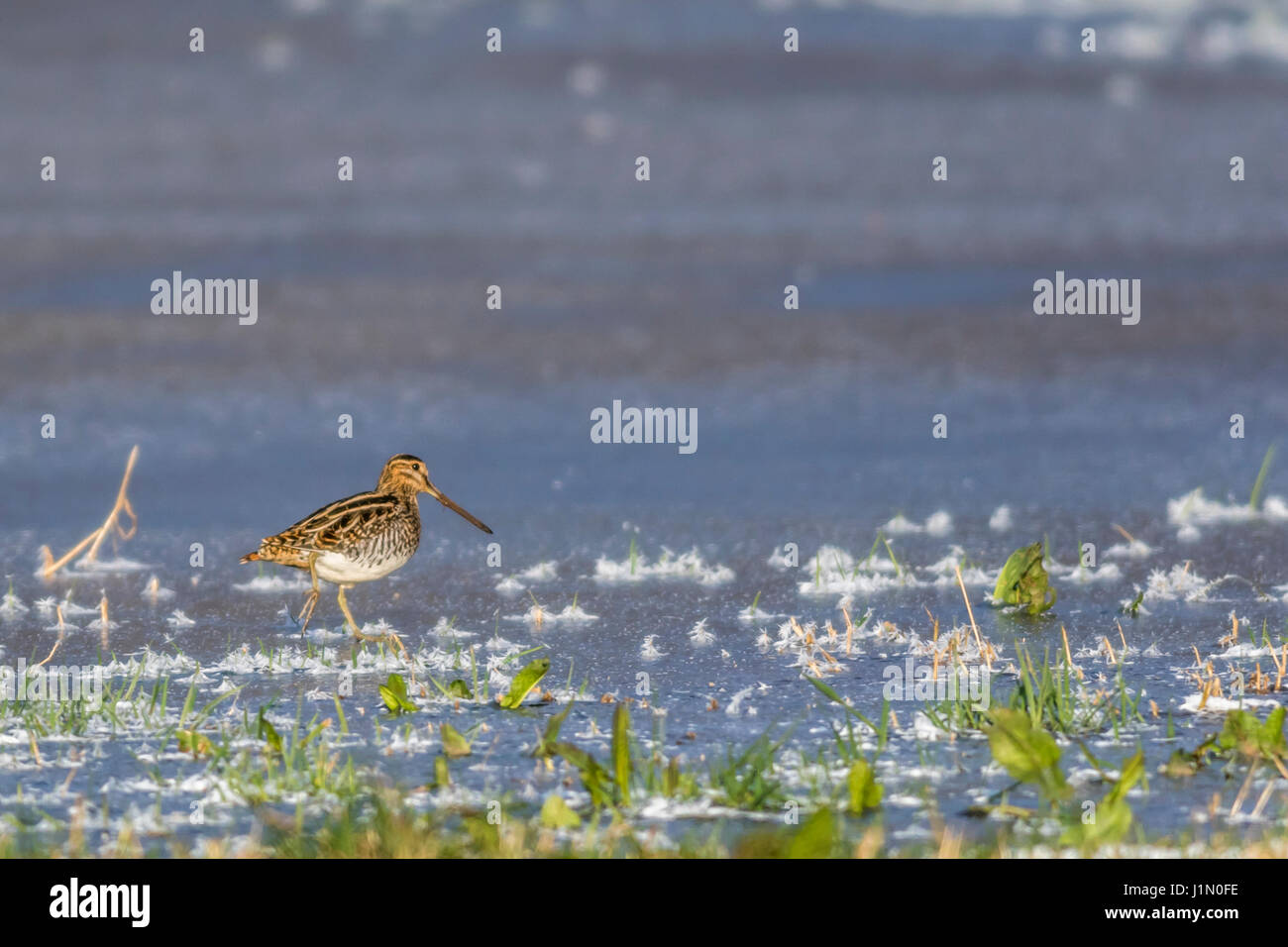 A common snipe on a frozen puddle Stock Photo - Alamy