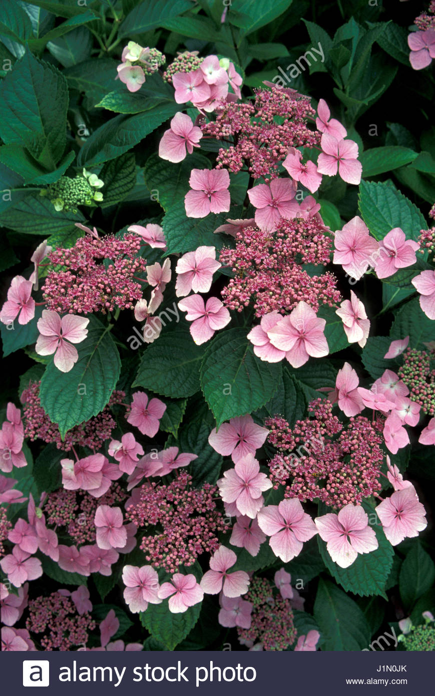 Hydrangea Macrophylla Mariesii Stock Photos & Hydrangea Macrophylla ...