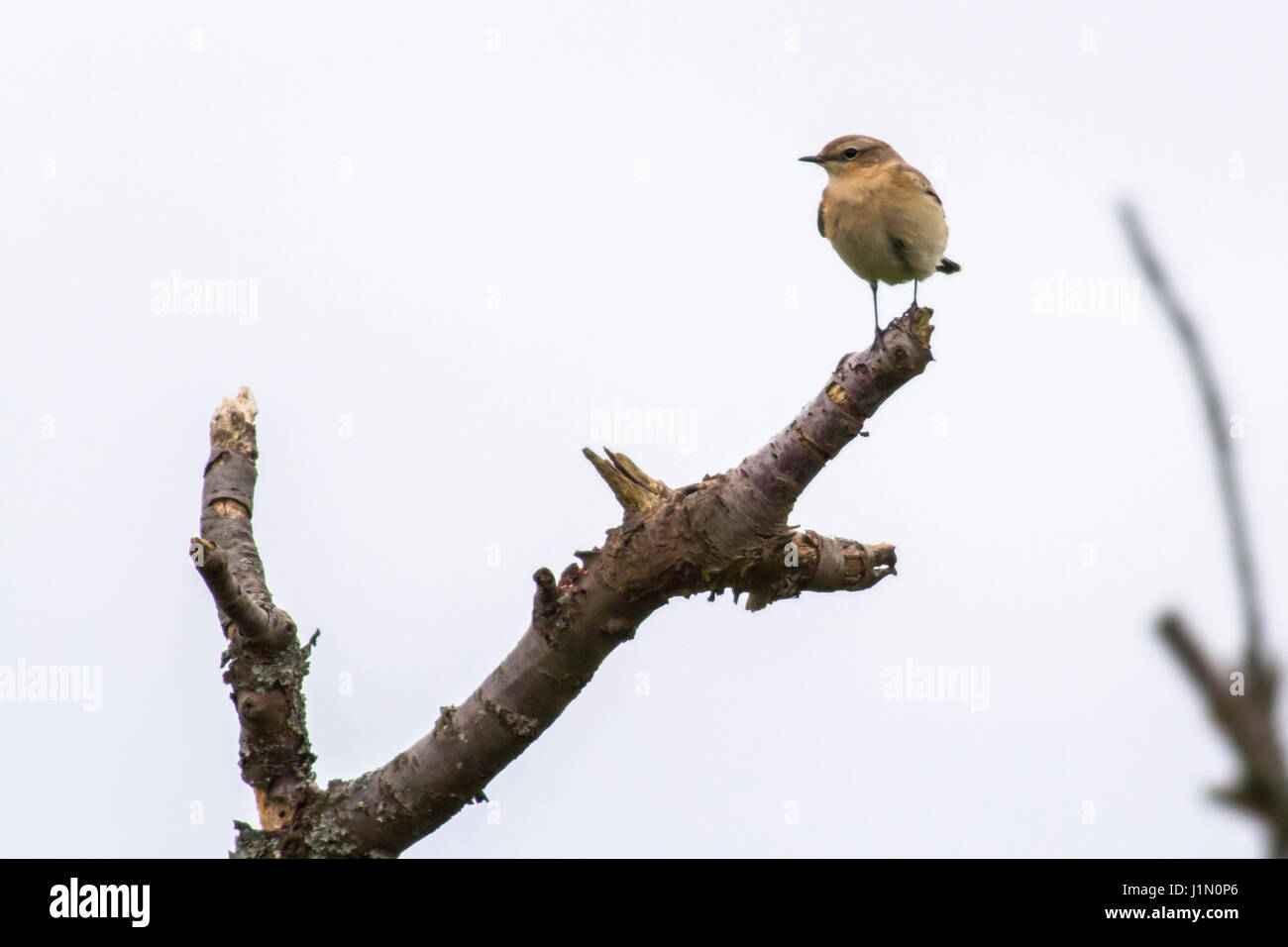 A common wheatear on his vantage point Stock Photo - Alamy