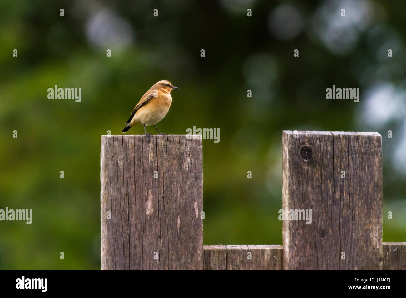 A common wheatear on his vantage point Stock Photo - Alamy