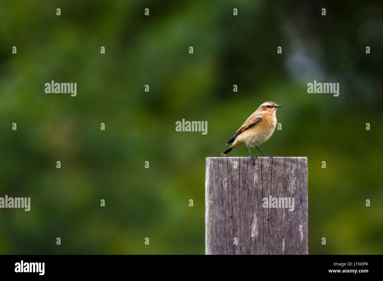 A common wheatear on his vantage point Stock Photo - Alamy