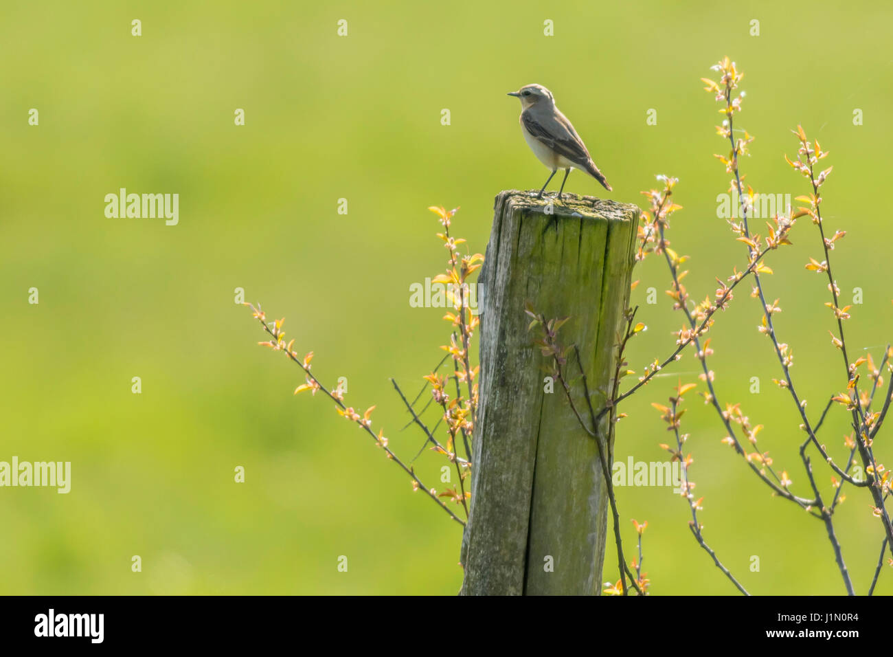 A common wheatear on his vantage point Stock Photo - Alamy