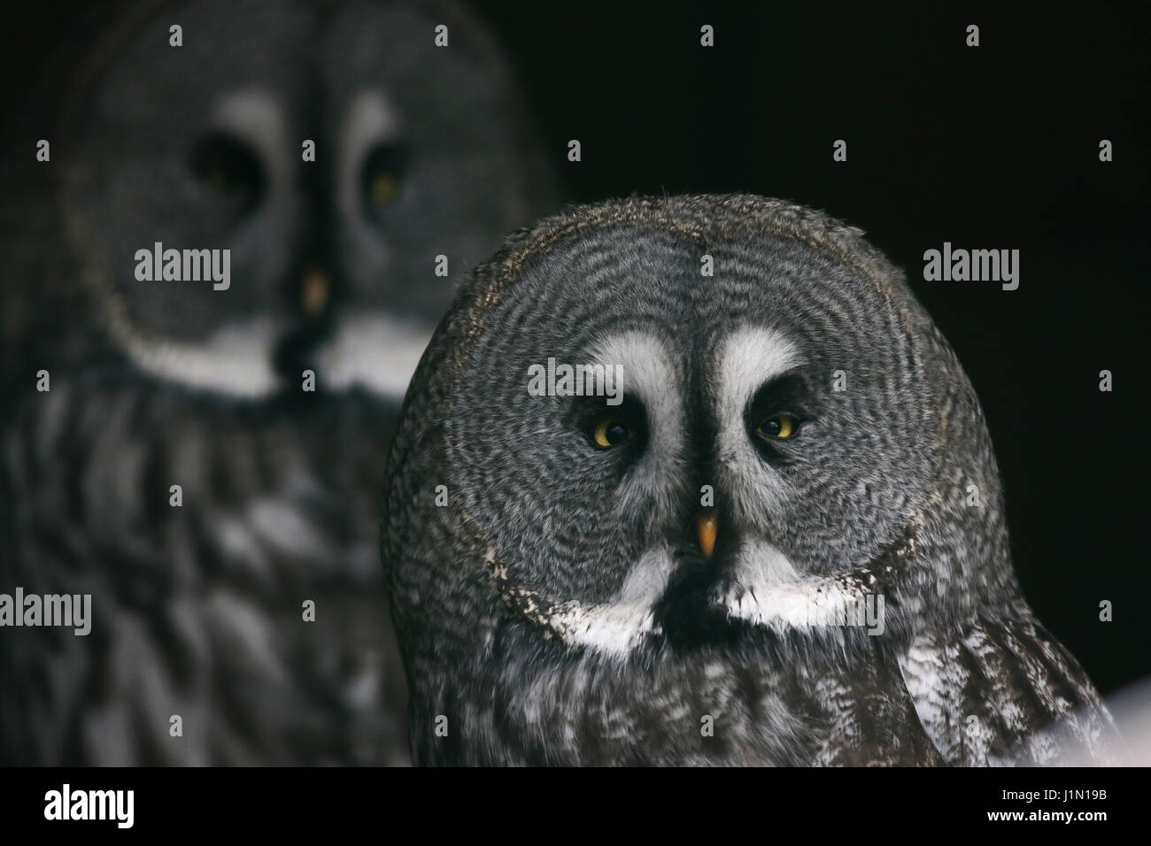 Portrait of a Great grey owl in the Wildpark Freisen (Germany Stock ...