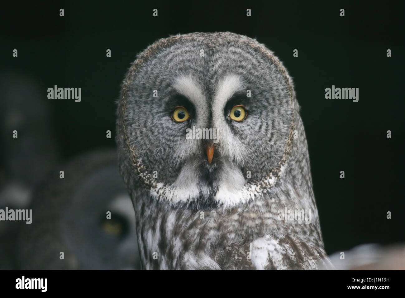 Portrait of a Great grey owl in the Wildpark Freisen (Germany Stock ...