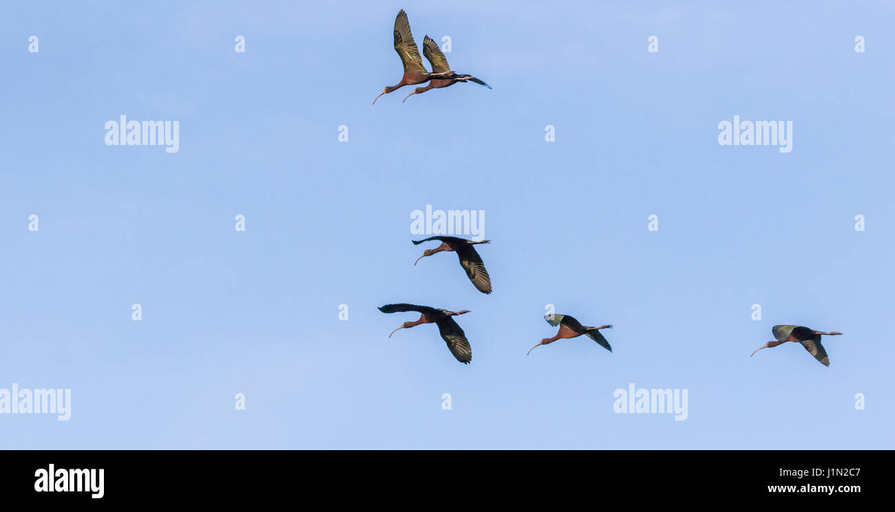 White-faced Ibis in flight at Smith Oaks Rookery on High Island Stock ...