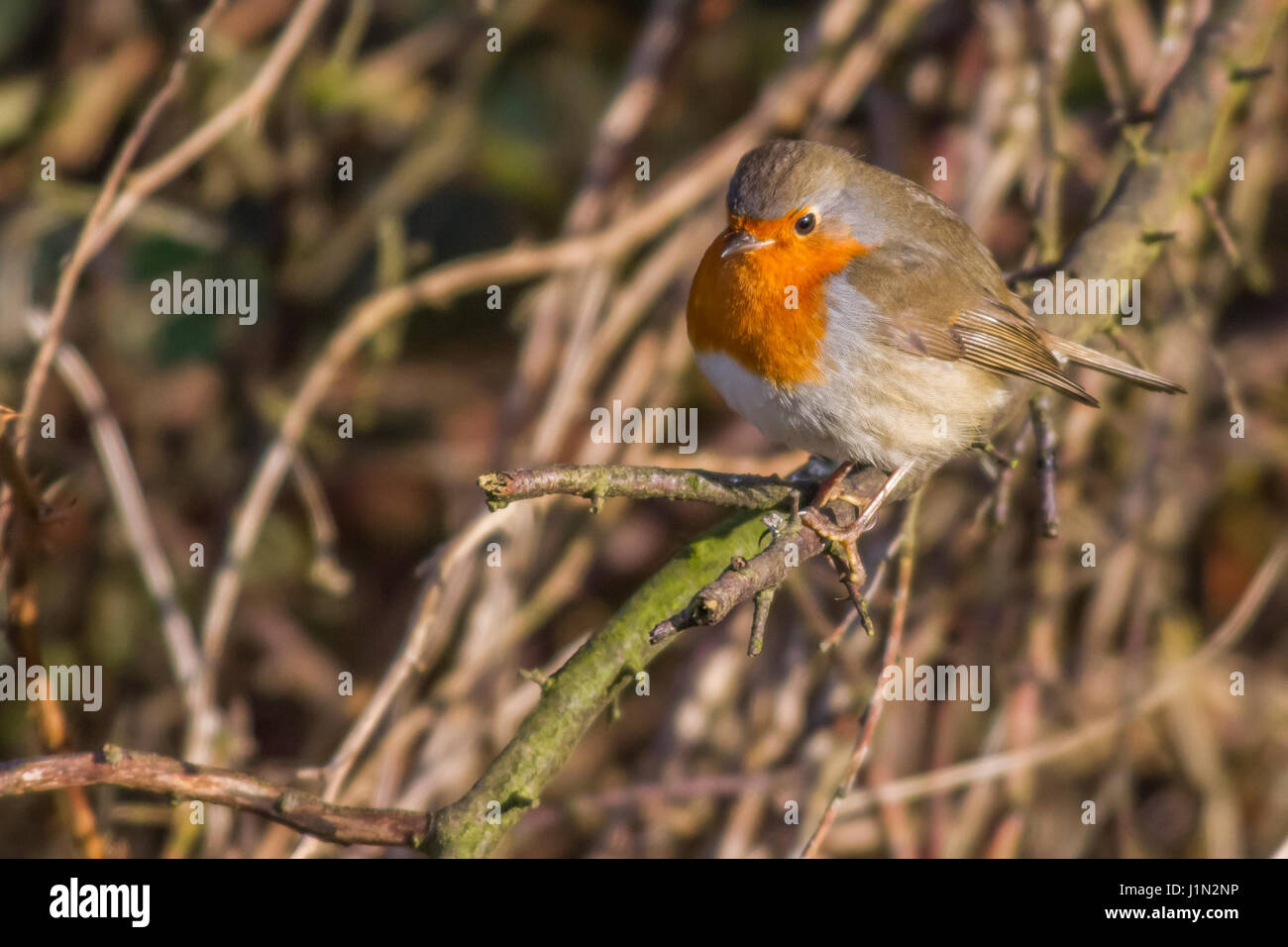 A robin redbreast is sitting on a branch Stock Photo - Alamy