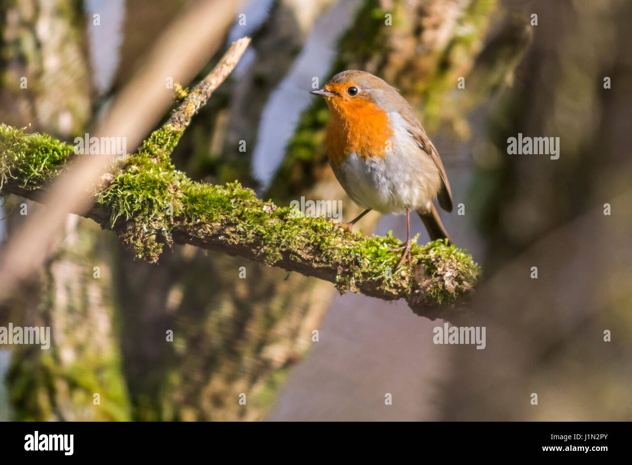 A robin redbreast is sitting on a branch Stock Photo - Alamy