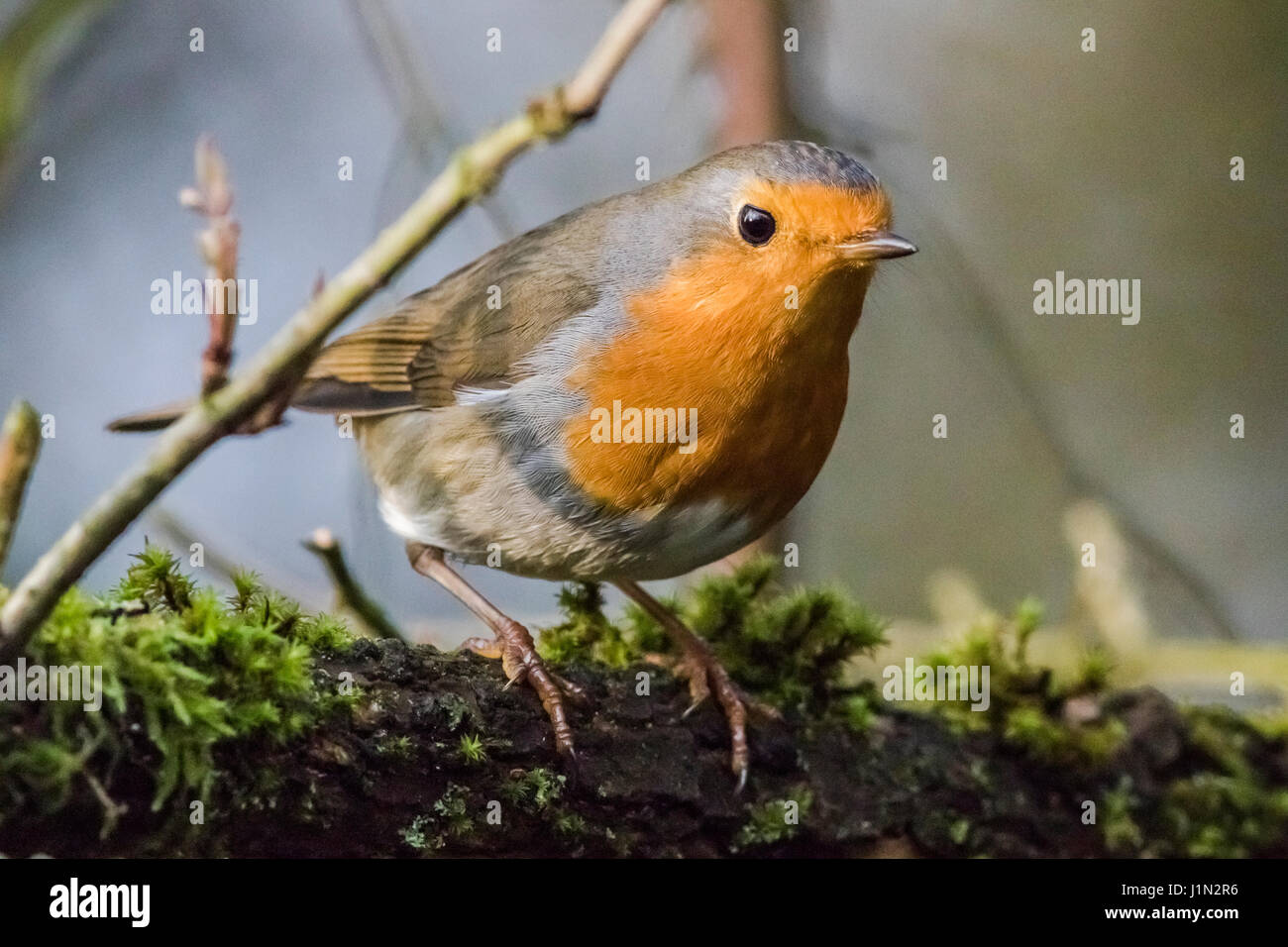 A robin redbreast is sitting on a branch Stock Photo - Alamy