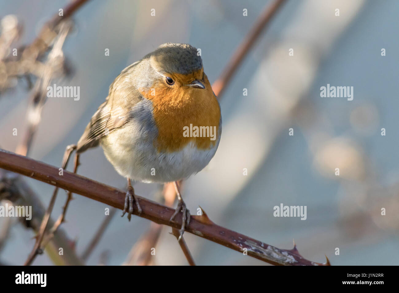 A robin redbreast is sitting on a branch Stock Photo - Alamy