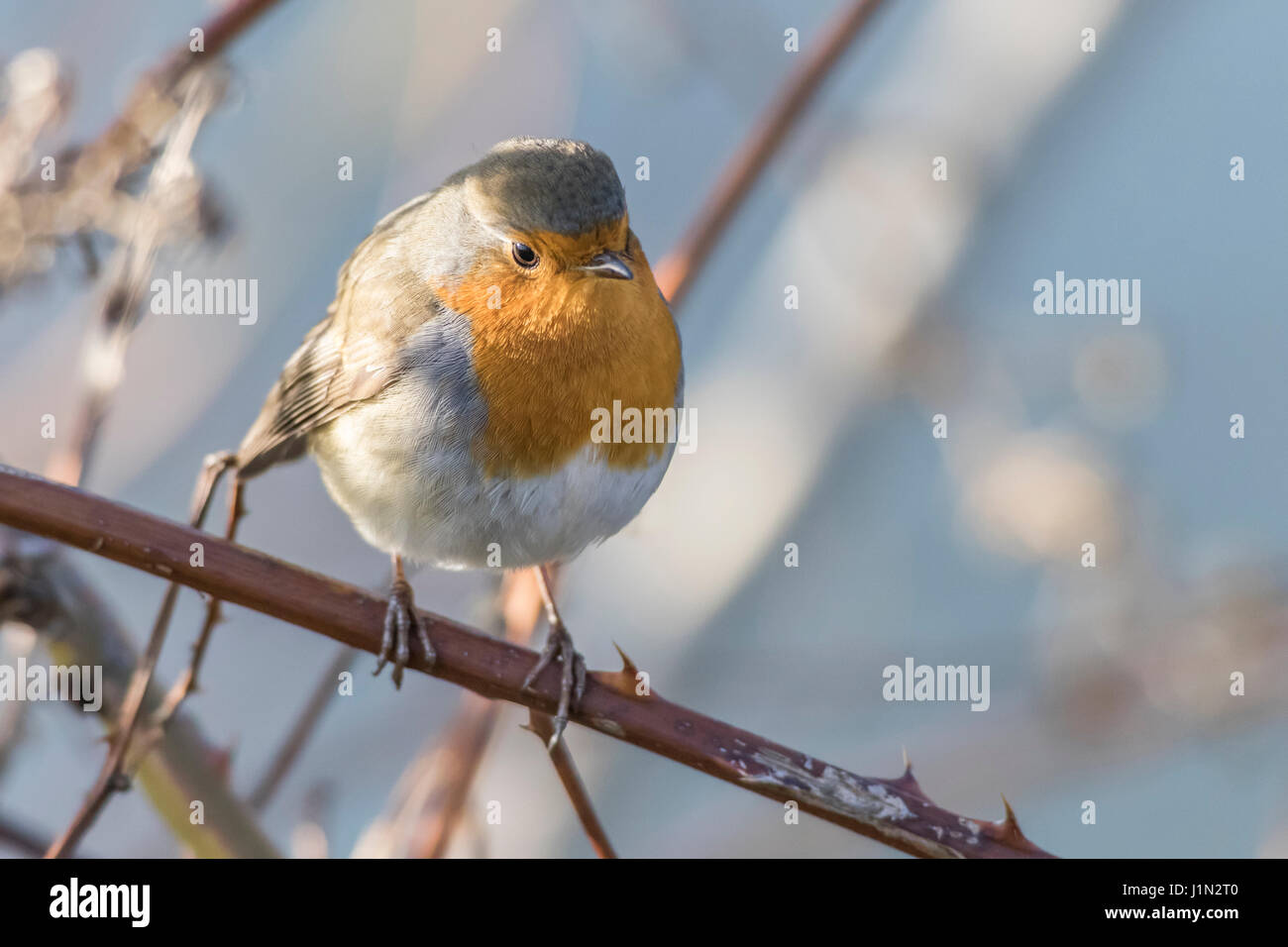 A robin redbreast is sitting on a branch Stock Photo - Alamy